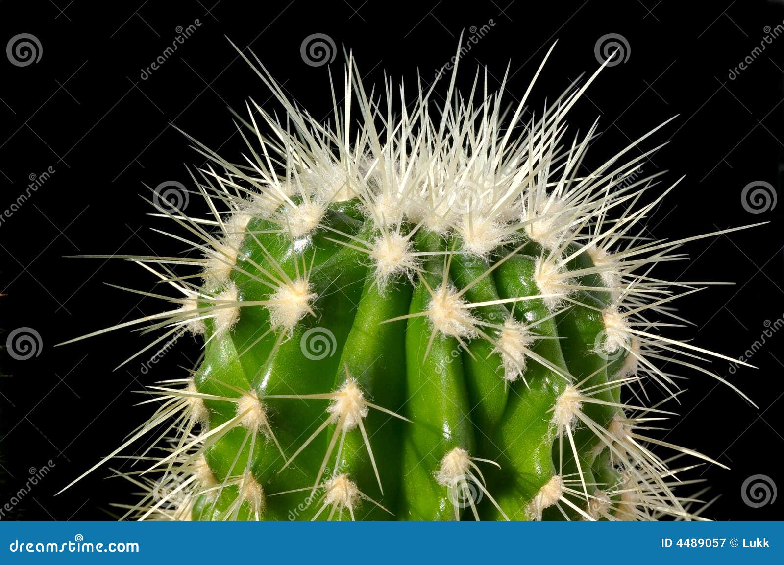 Cactus Spikes Picture. Image: 4489057