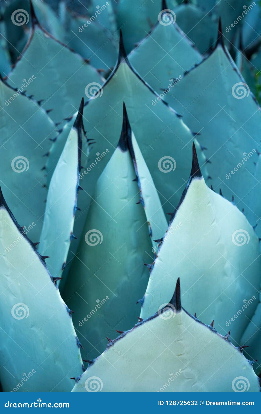 Cactus Spikes Abstract Pattern Stock Photo - Image of beautiful, love ...