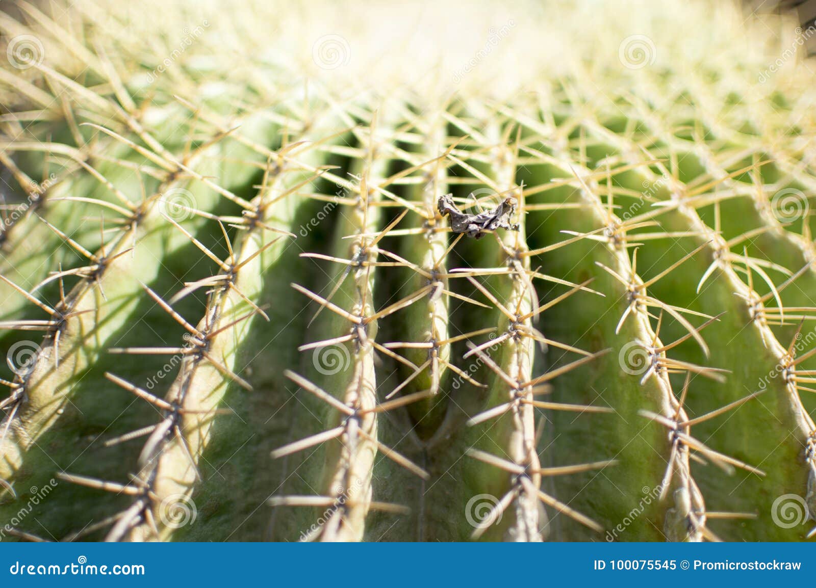 Cactus spikes stock image. Image of decorative, daisy - 100075545