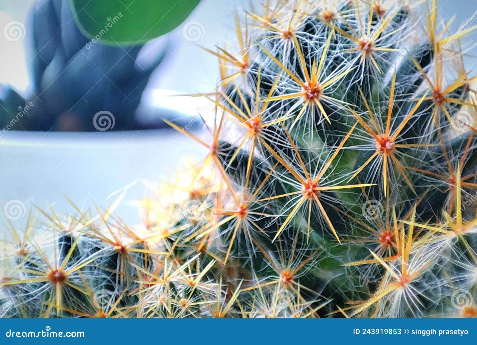 Cactus Spikes Close Up View Stock Image - Image of cactus, blur: 243919853