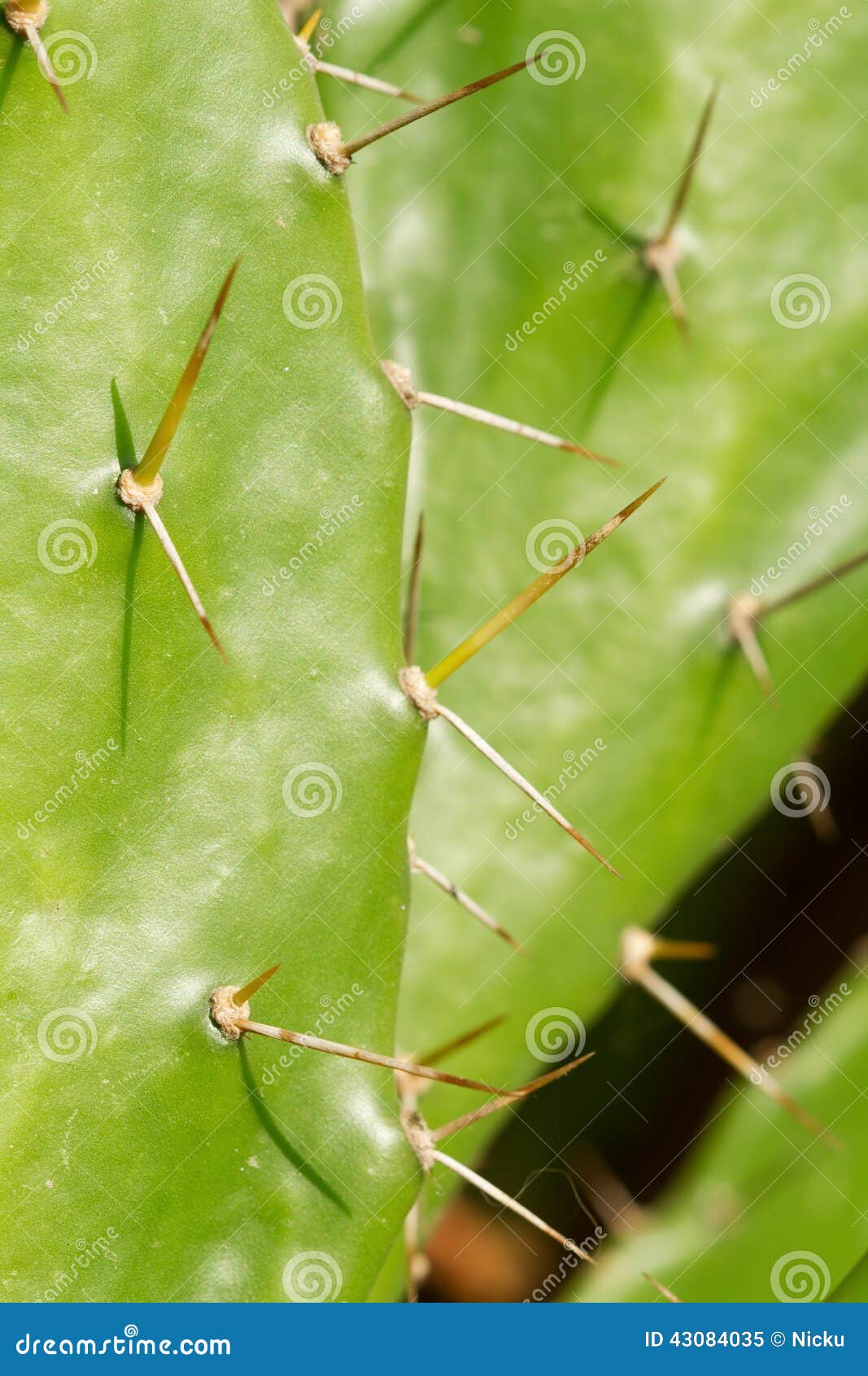 Cactus spikes detail stock image. Image of background - 43084035