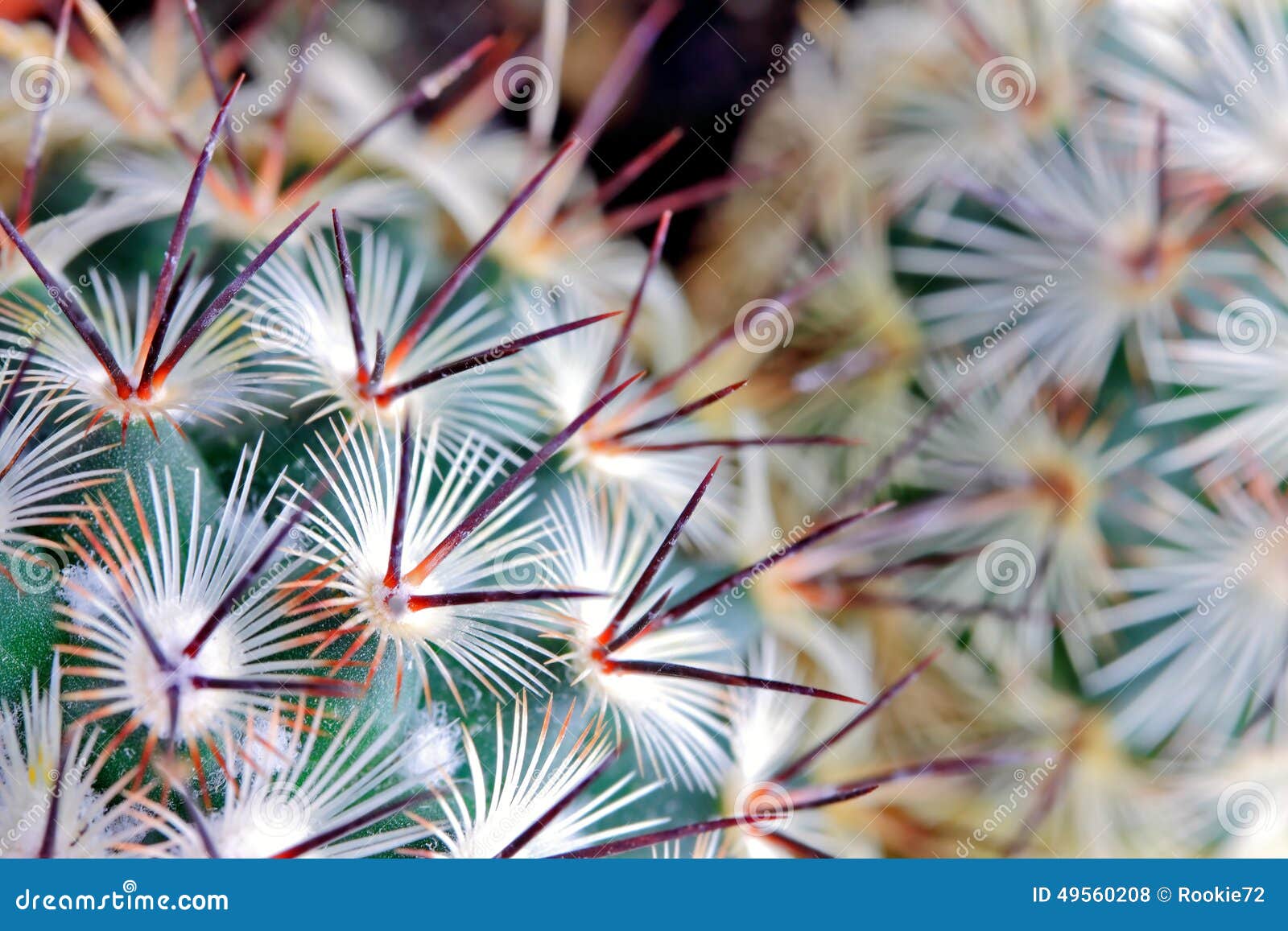 Cactus spikes detail stock photo. Image of people, backgrounds - 49560208