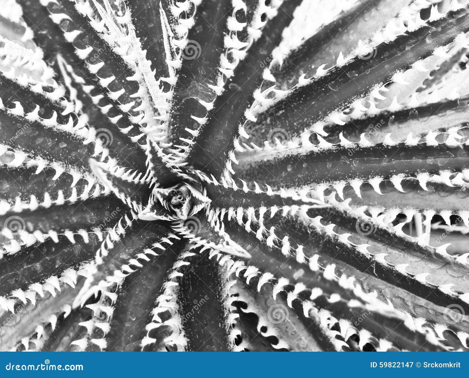 Cactus with spikes stock image. Image of black, botany - 59822147