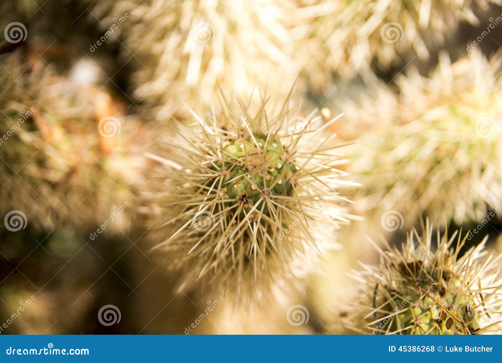Cactus Spikes and Spines Close Up Stock Photo - Image of spine, botany ...