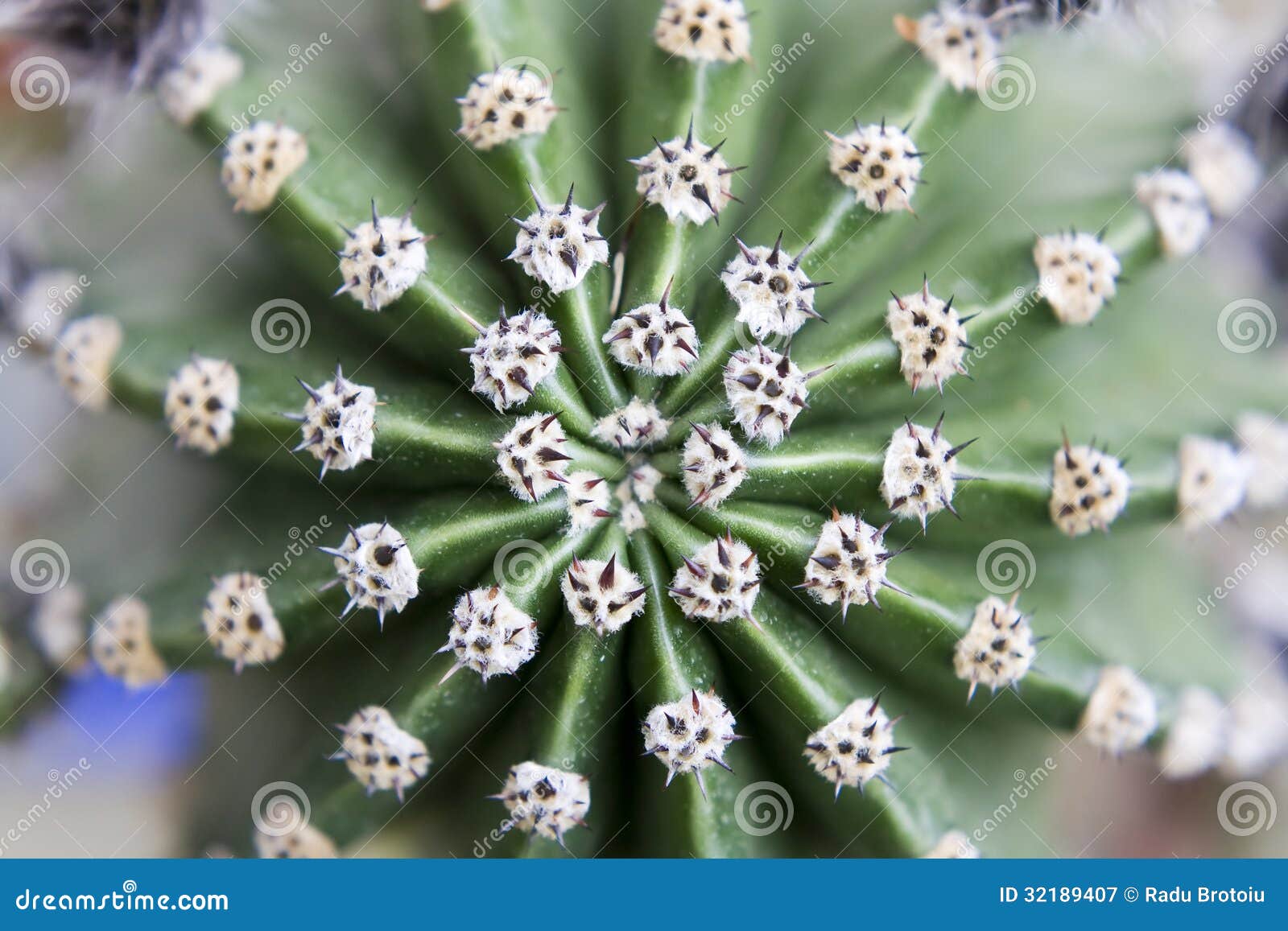 Cactus Spiky Succulent Green Plants With Thorns And Cobwebs Royalty ...