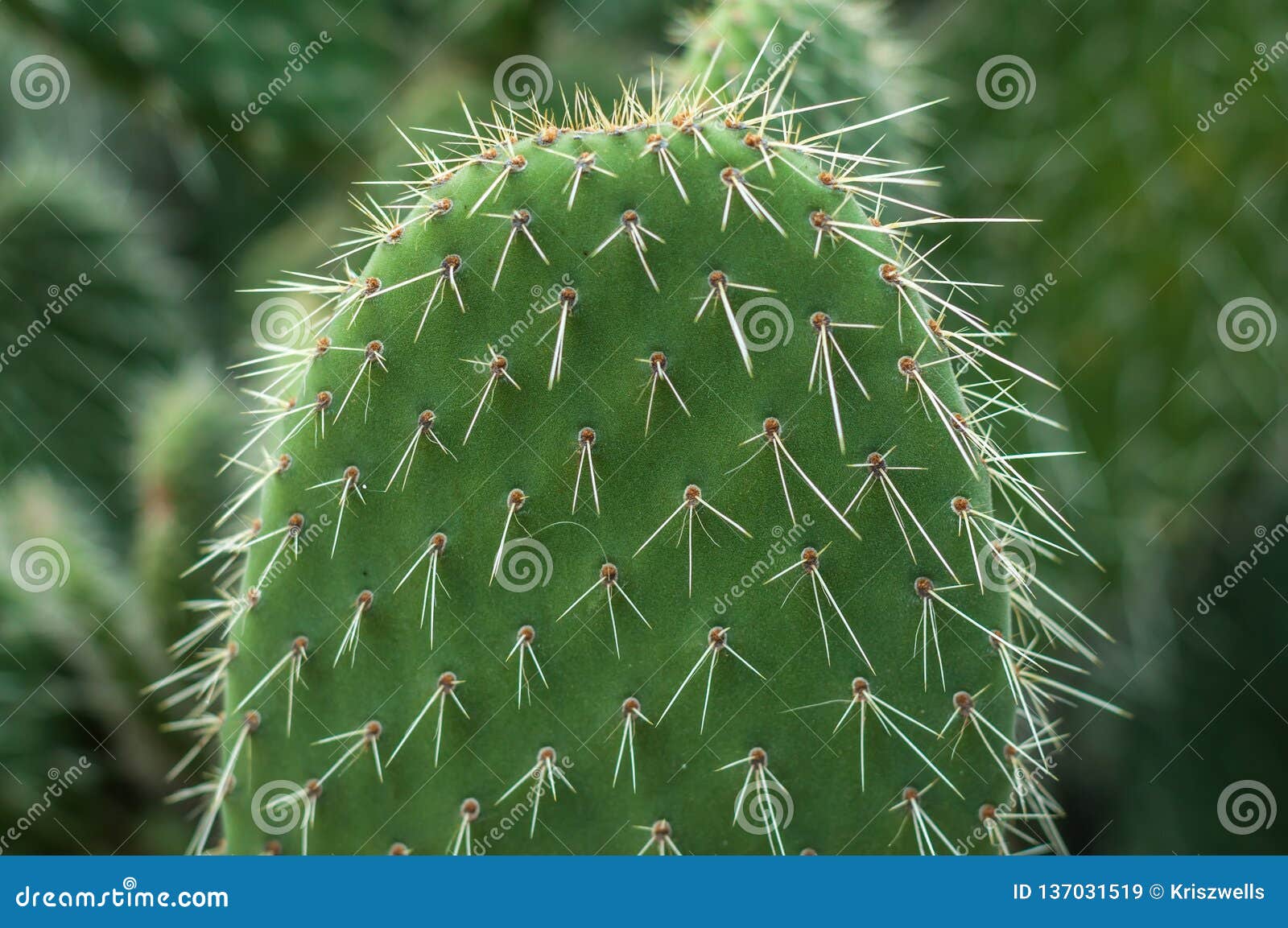 Cactus Spiky Succulent Green Plants With Thorns And Cobwebs Royalty ...