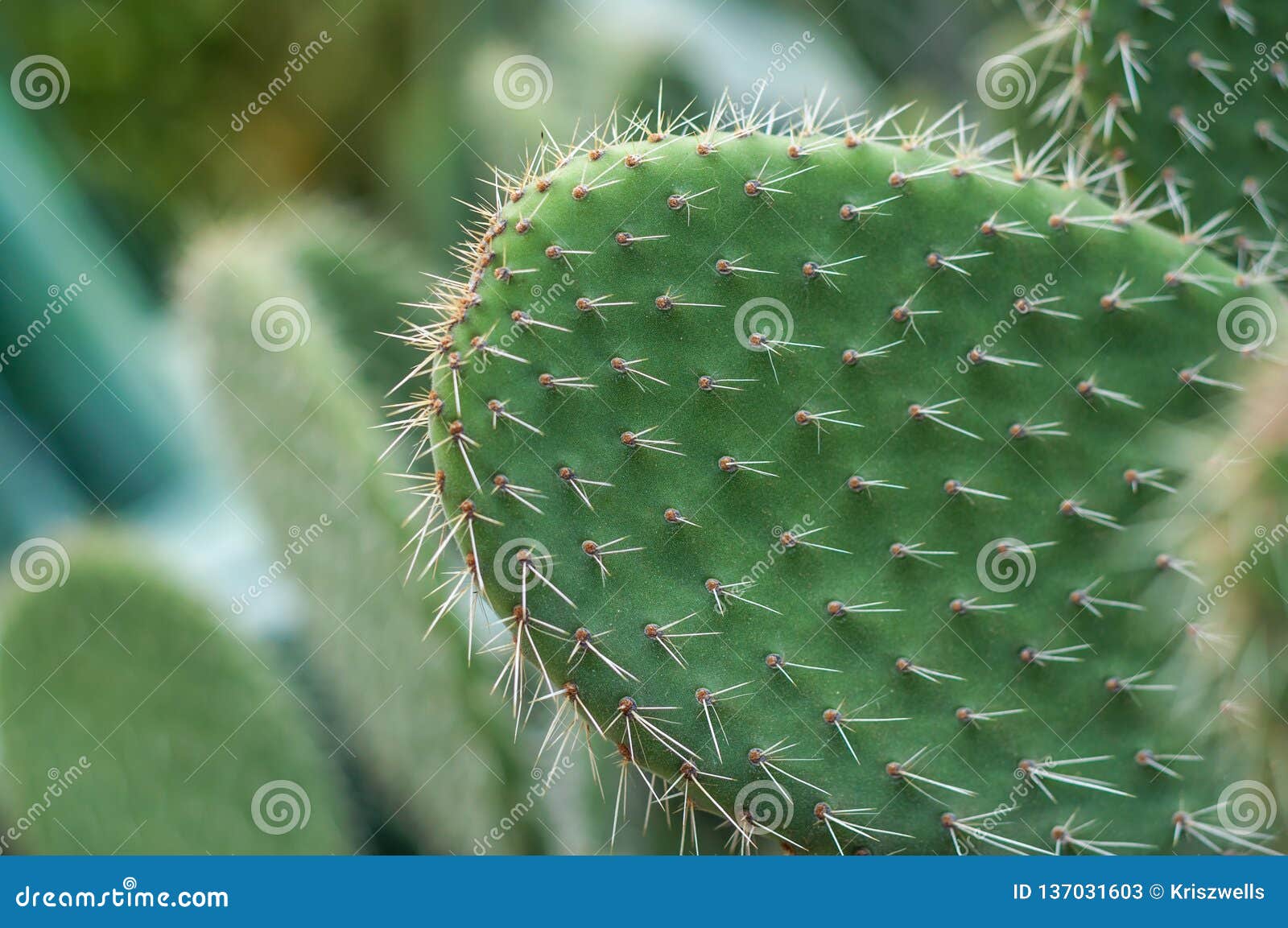 Cactus Spiky Succulent Green Plants With Thorns And Cobwebs Royalty ...