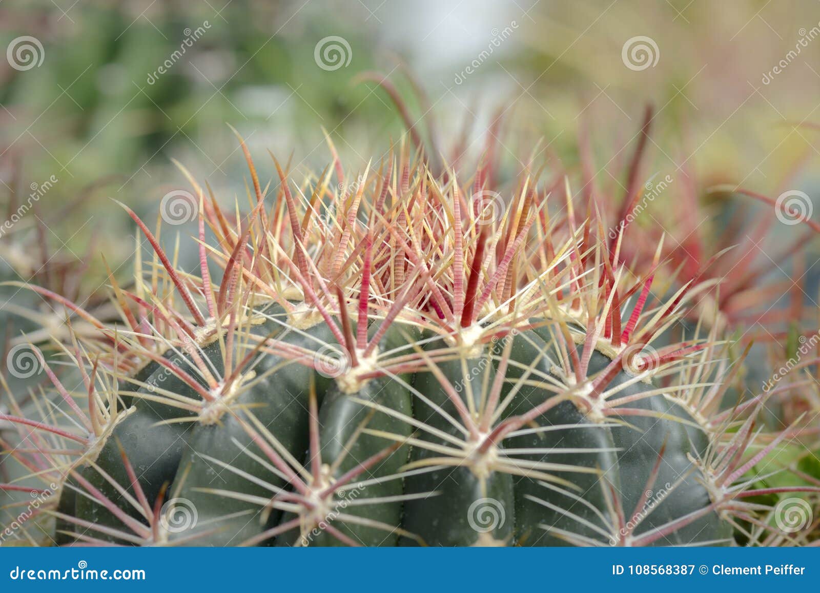Cactus spine stock image. Image of life, growth, grow - 108568387