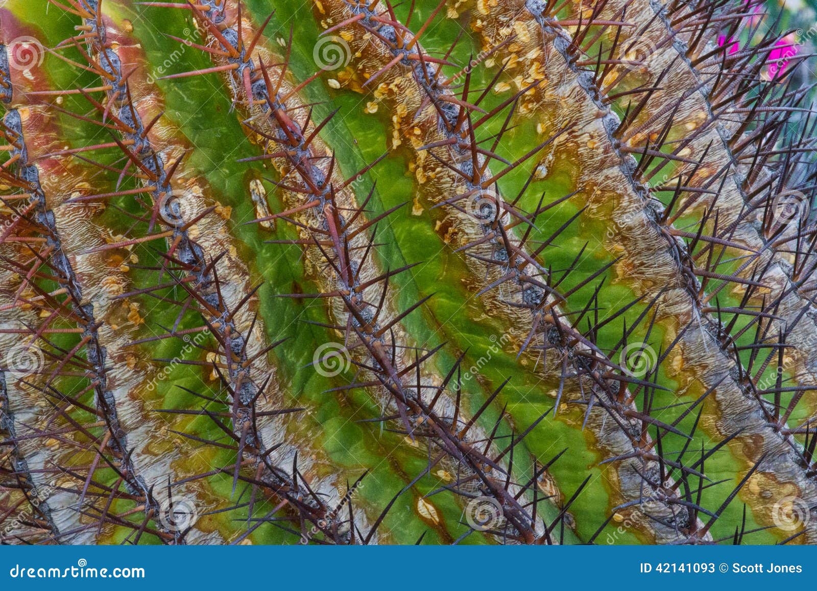 Cactus Spine stock image. Image of thorn, flora, ridges - 42141093