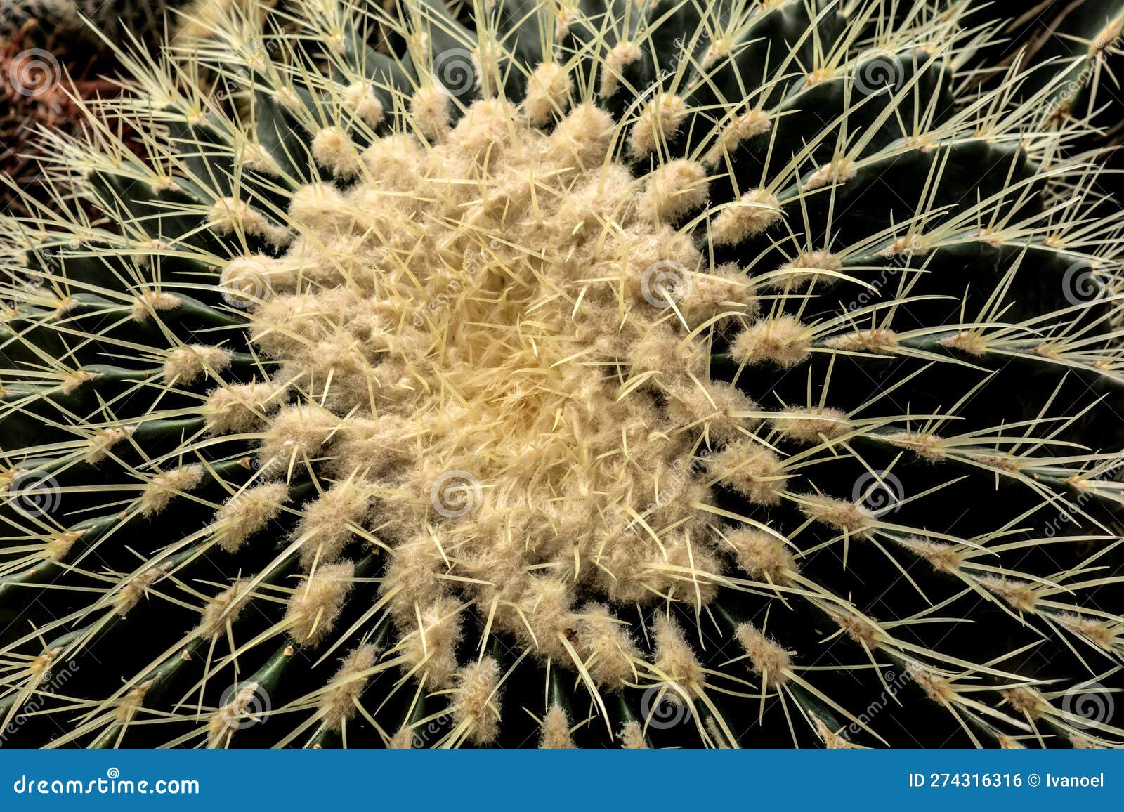 Cactus Spine Pattern Close-up Stock Photo - Image of growth, ridge ...