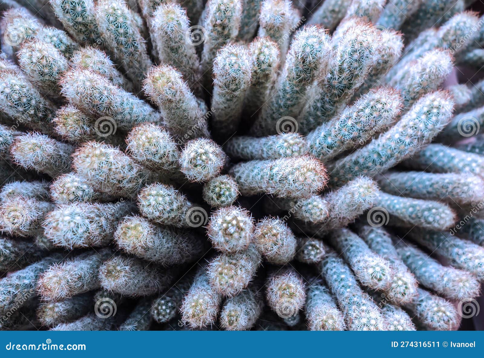Cactus Spine Pattern Close-up Stock Image - Image of white, spines ...
