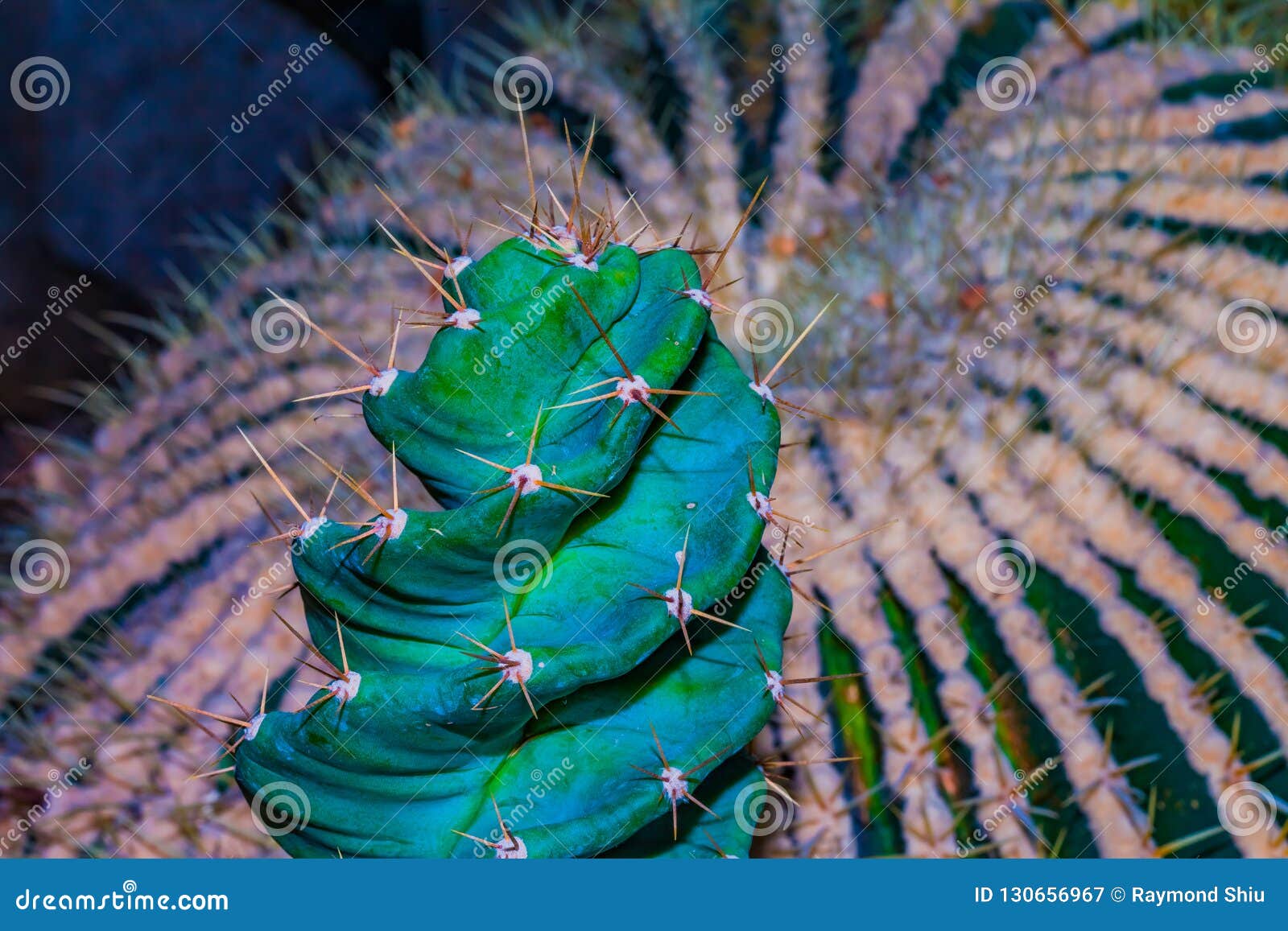 Cactus Spines stock image. Image of spines, gardens - 130656967