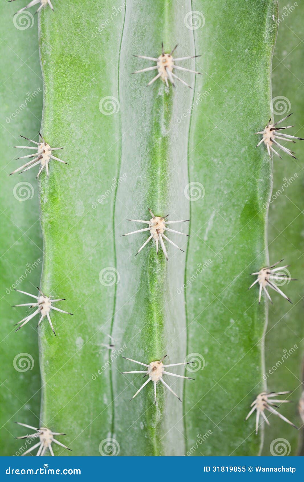 Cactus spines stock image. Image of nature, garden, pattern - 31819855