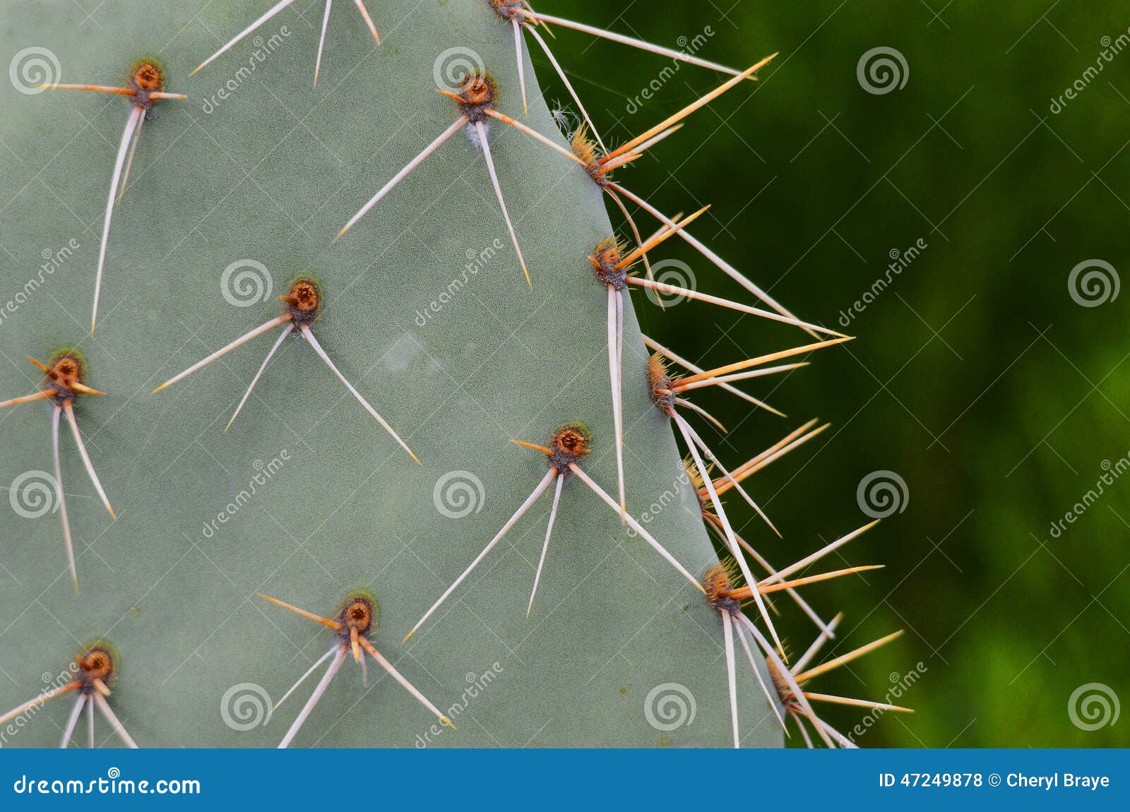 Cactus Spines stock photo. Image of spines, wildlife - 47249878