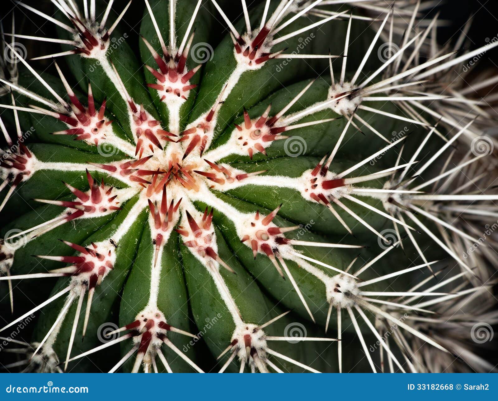 Cactus Spines Closeup, Macro Stock Photo - Image of blooming, cactus ...
