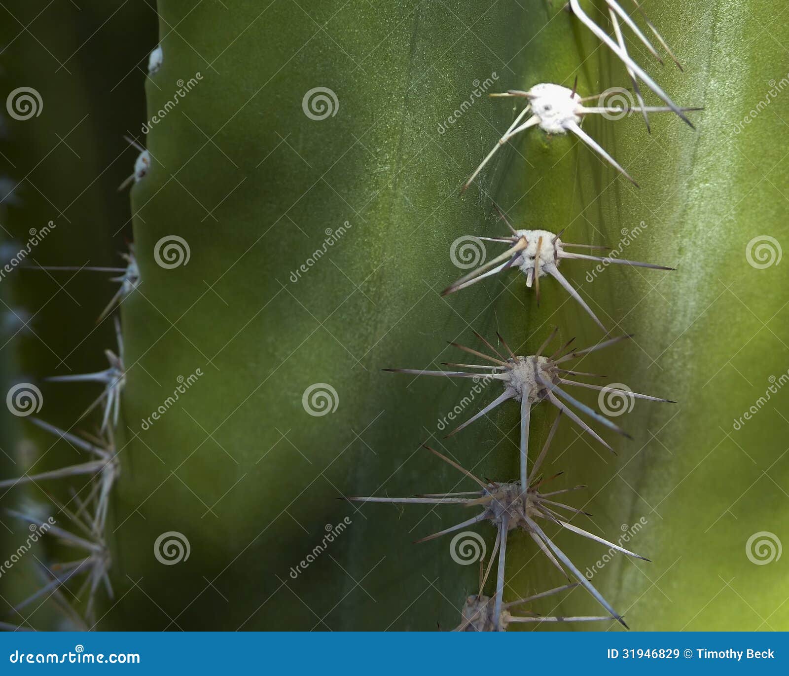 Cactus with Spines stock image. Image of foliage, protection - 31946829