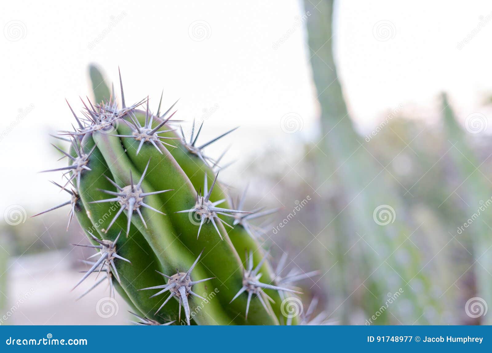 Cactus spines stock image. Image of opuntia, color, plant - 91748977