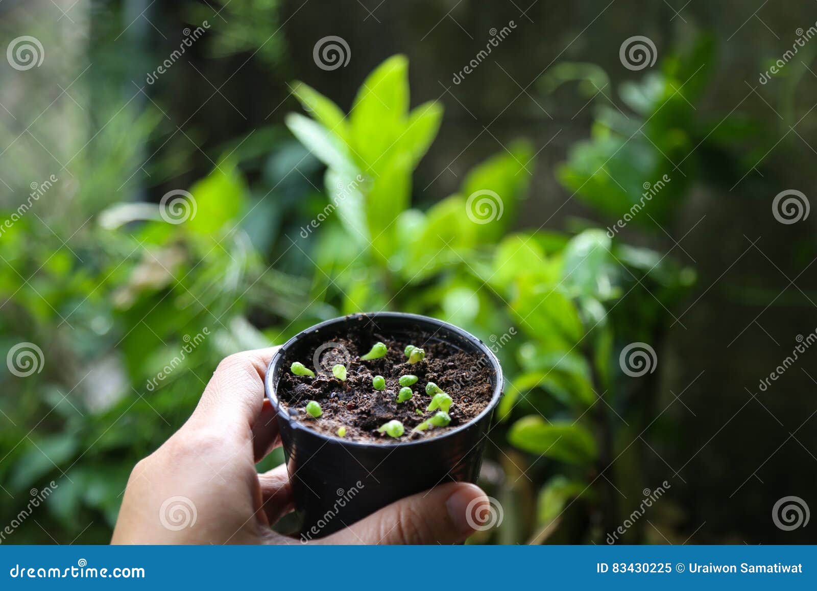 Cactus sprout stock image. Image of seeding, growth, cactus - 83430225