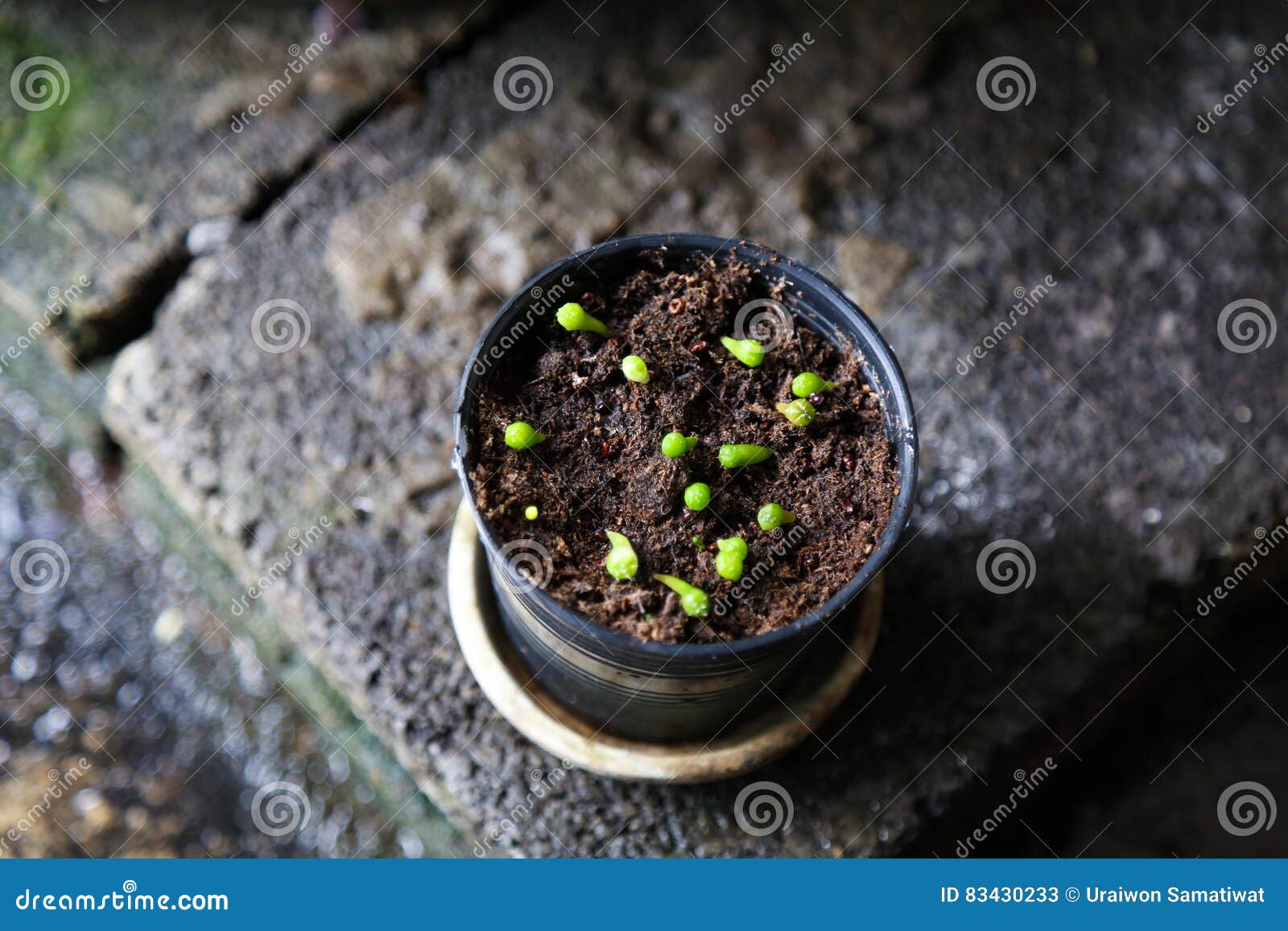 Cactus sprout stock image. Image of gardening, cactus - 83430233