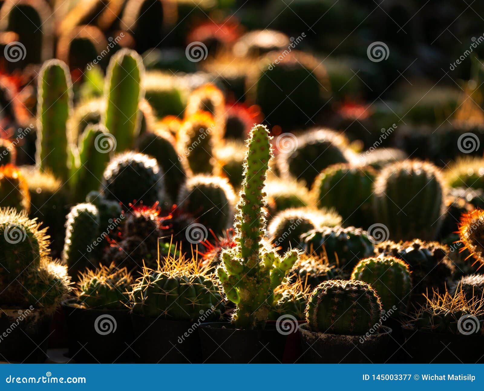 Cactus Standing Behind the Sun Light Stock Image - Image of isolated ...