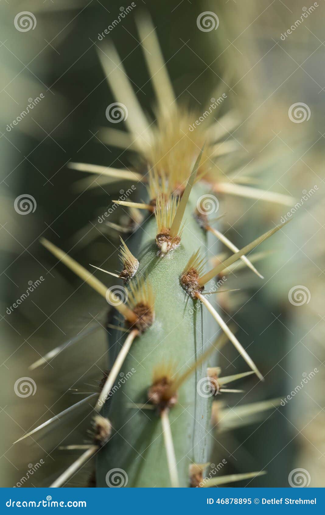 Cactus Sting Stock Photo - Image: 46878895