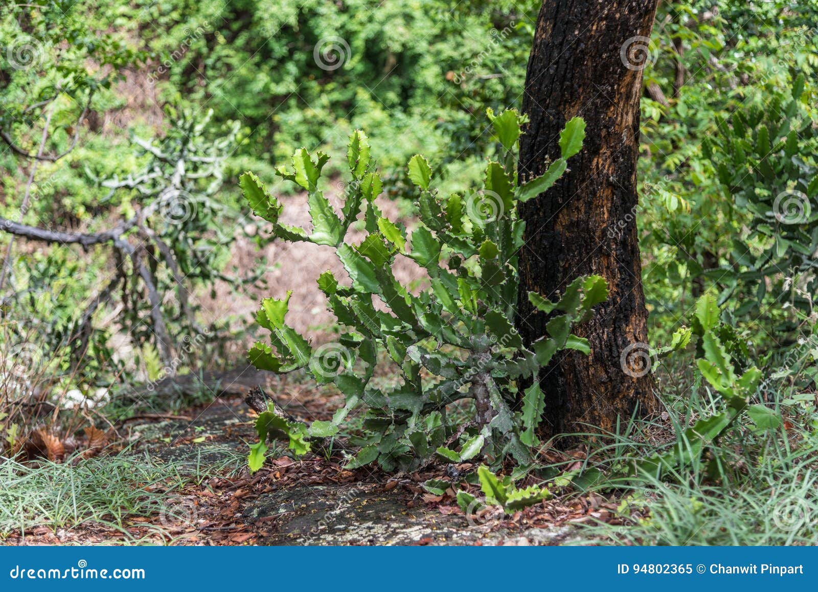 Cactus Succulent Plant in Mountain Rain Forest Stock Image - Image of ...