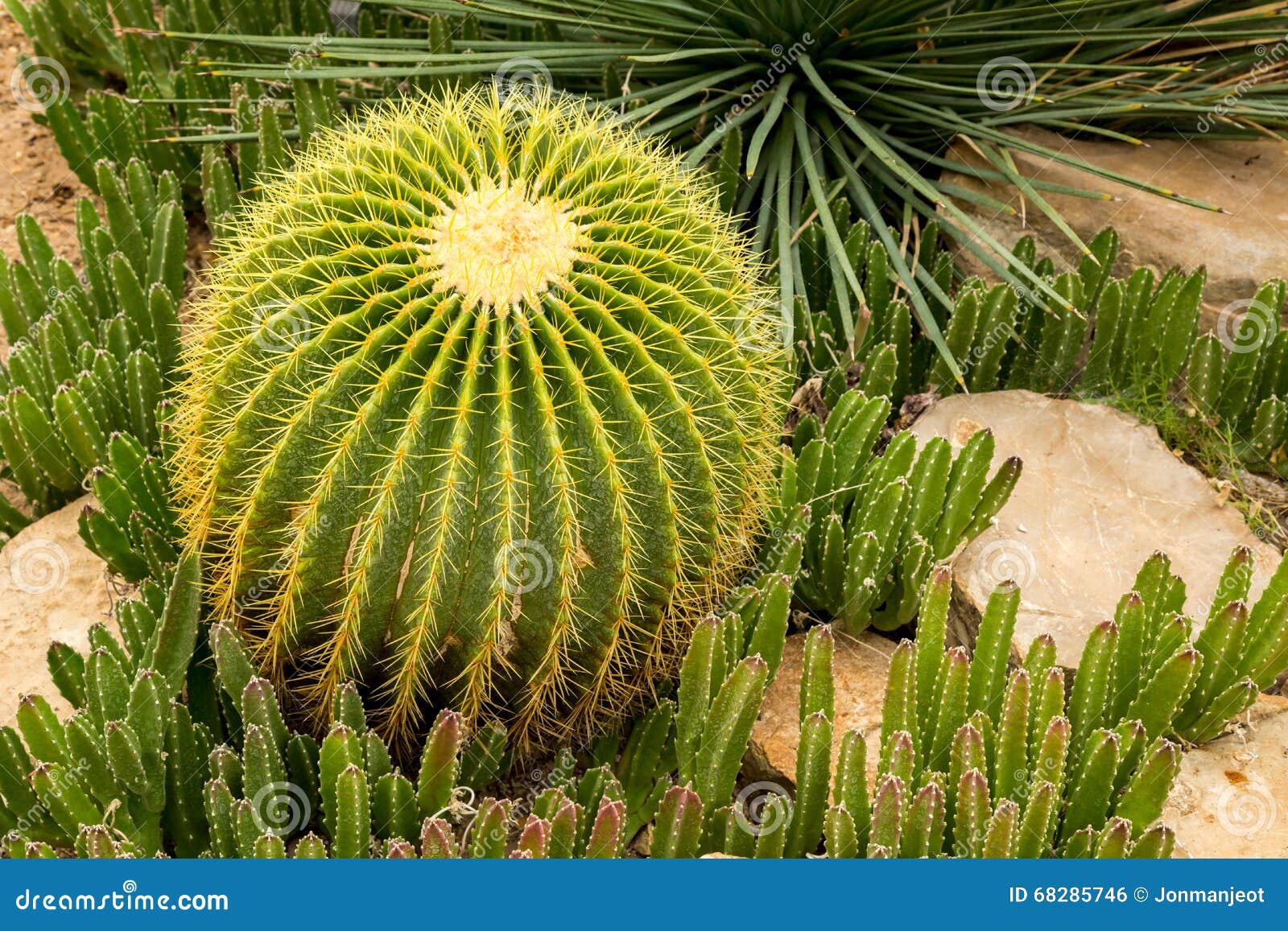 Cactus and succulents stock photo. Image of cactus, fall - 68285746