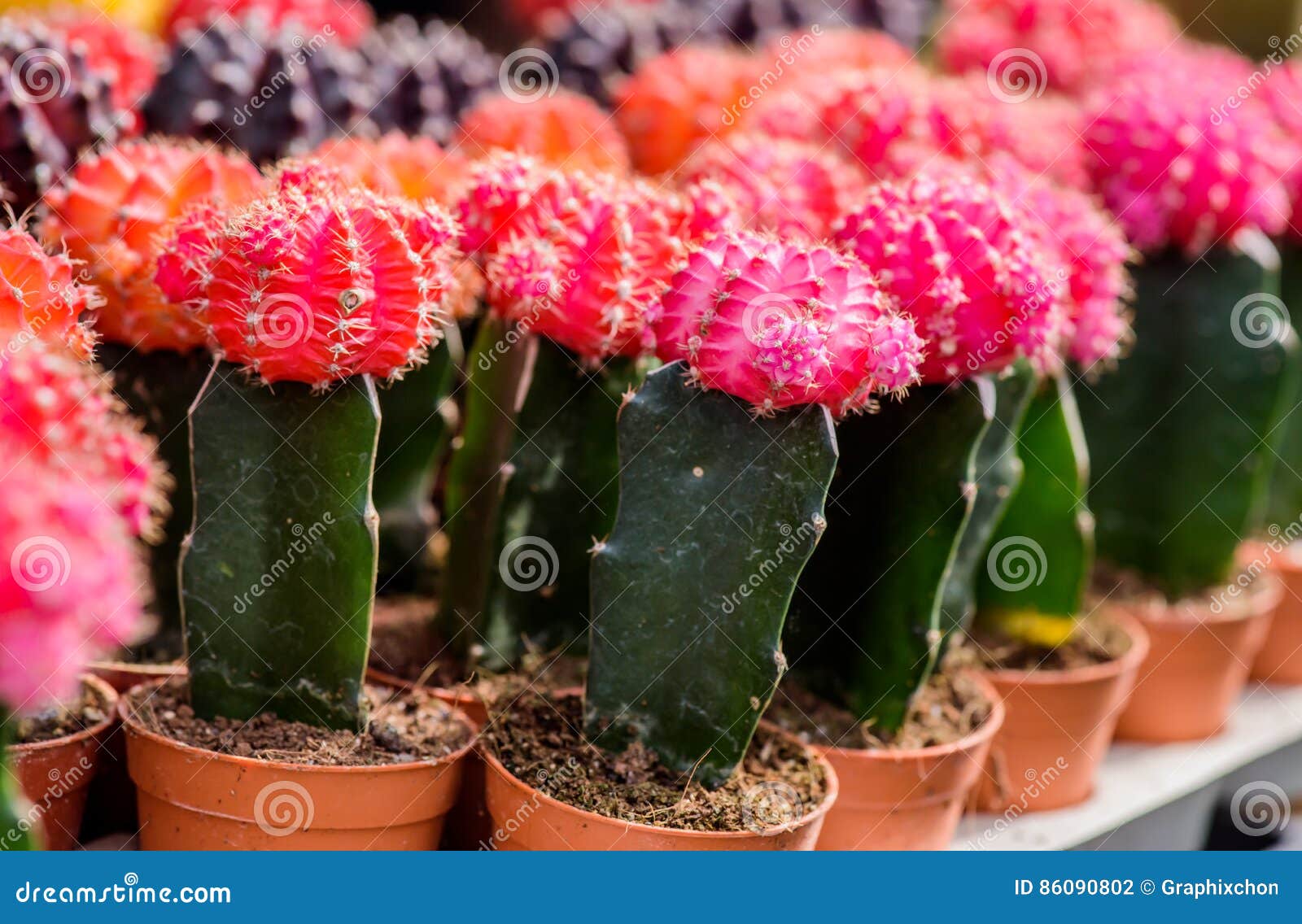 Cactus stock photo. Image of sugar, natural, leaf, wood - 86090802