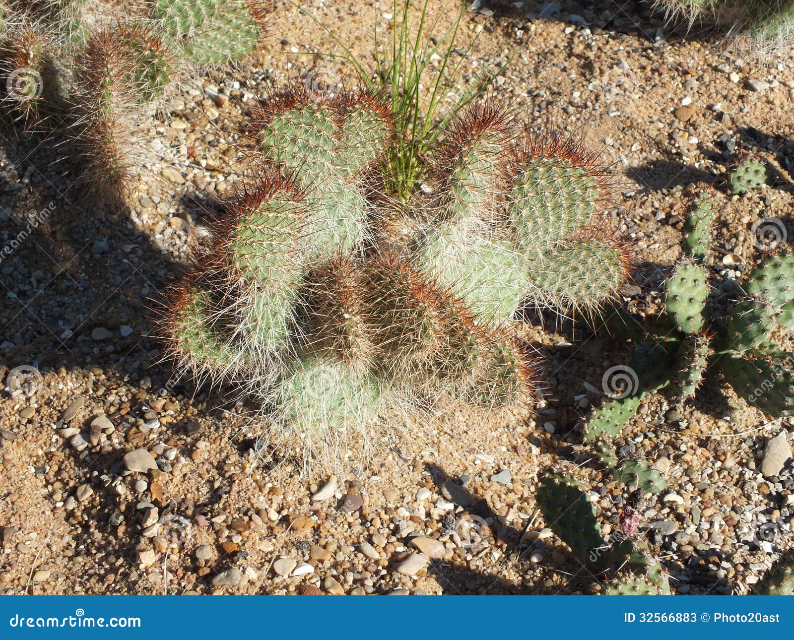A Cactus on Sun-parched Soil Stock Image - Image of desert, stony: 32566883