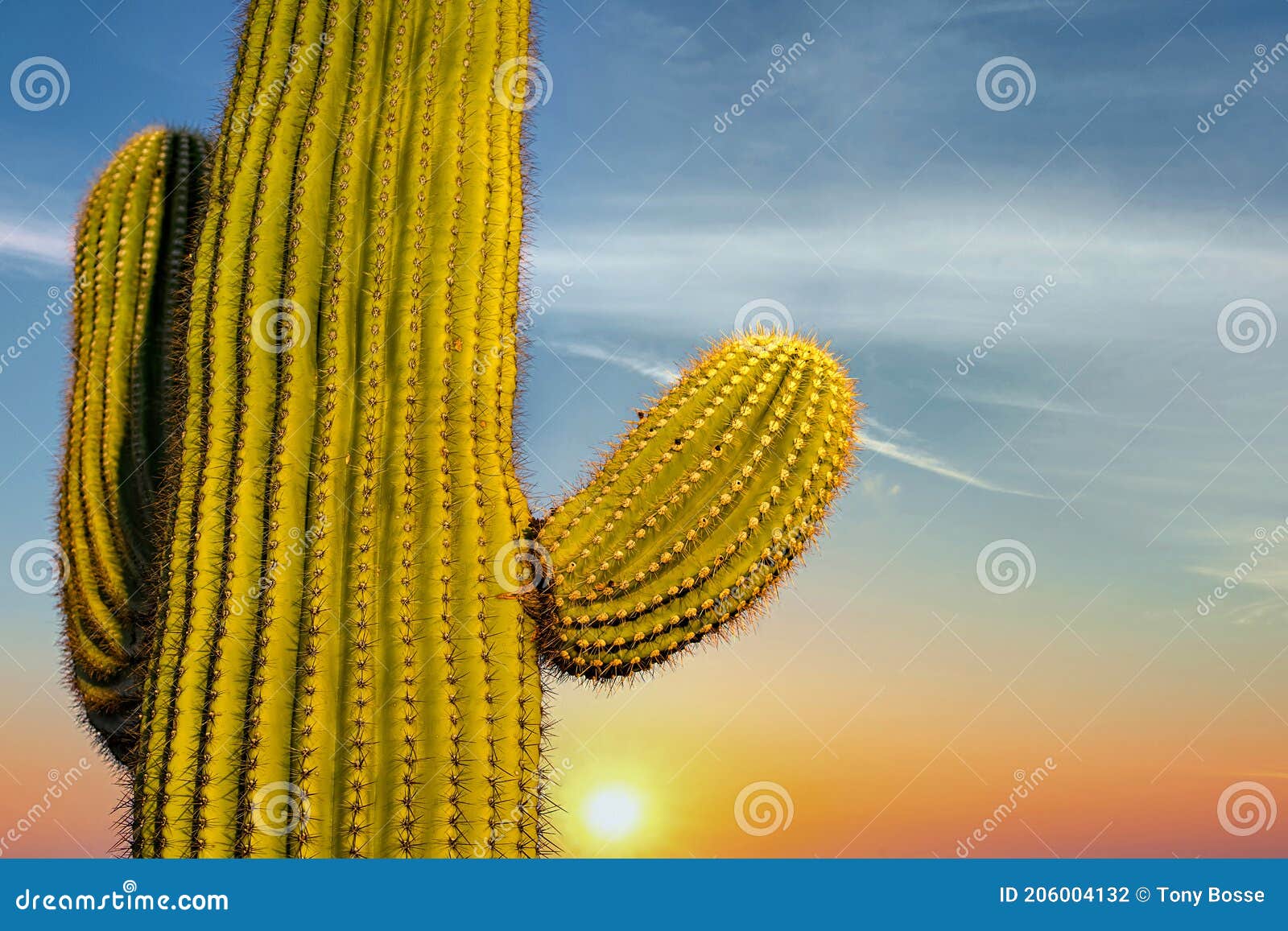 Cactus at Sunset stock photo. Image of garden, sunset - 206004132