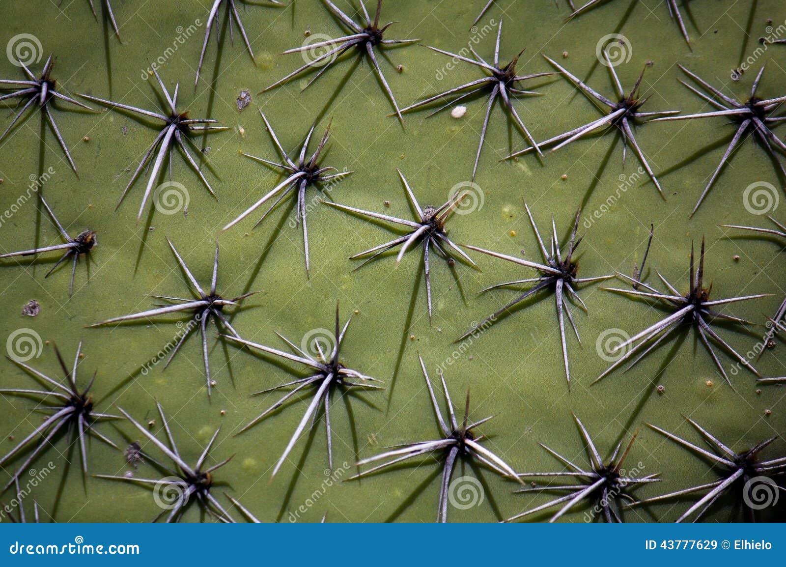Cactus surface with spikes stock image. Image of cactus - 43777629