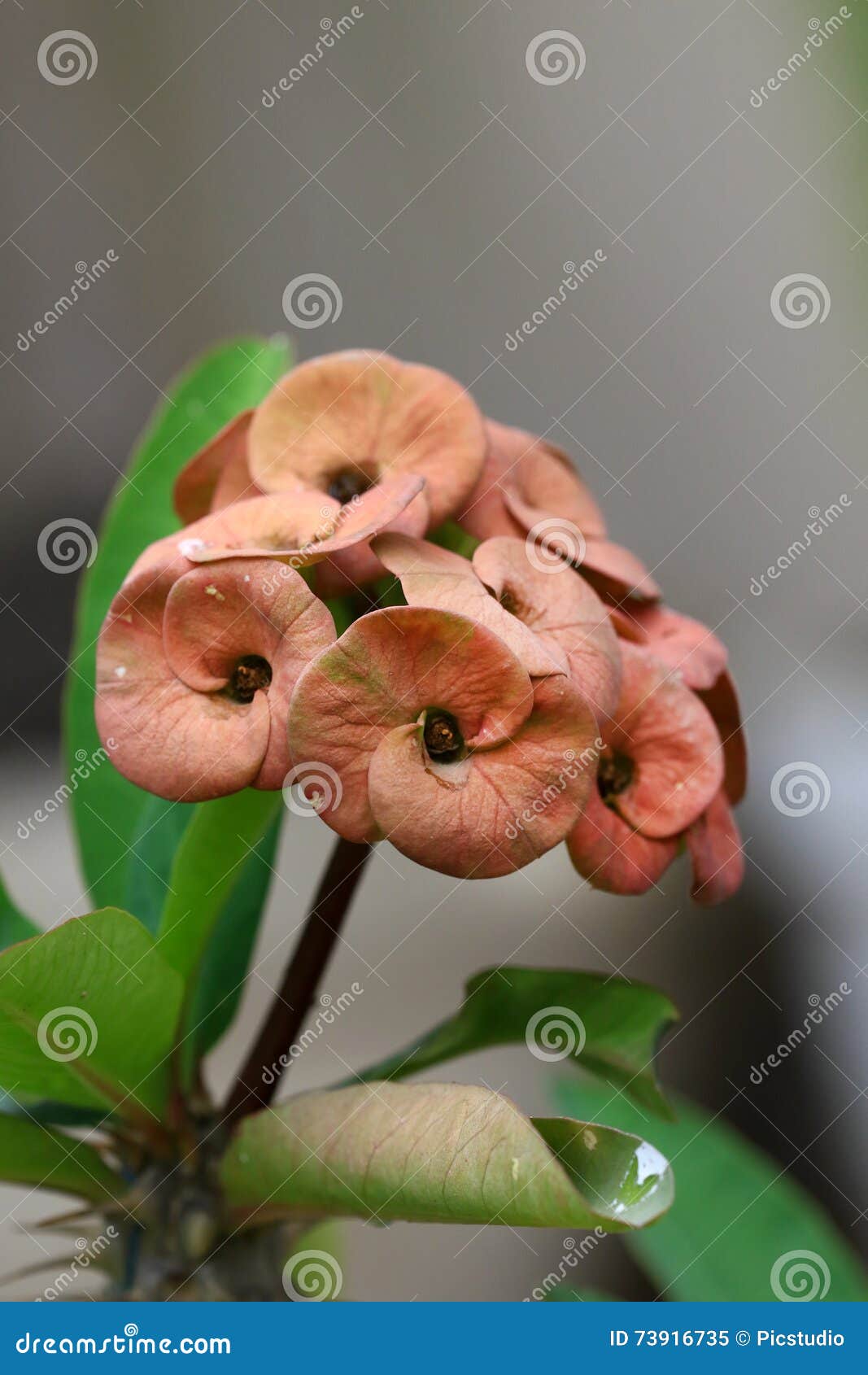Cactus swirl flowers stock image. Image of swirl, cactus - 73916735