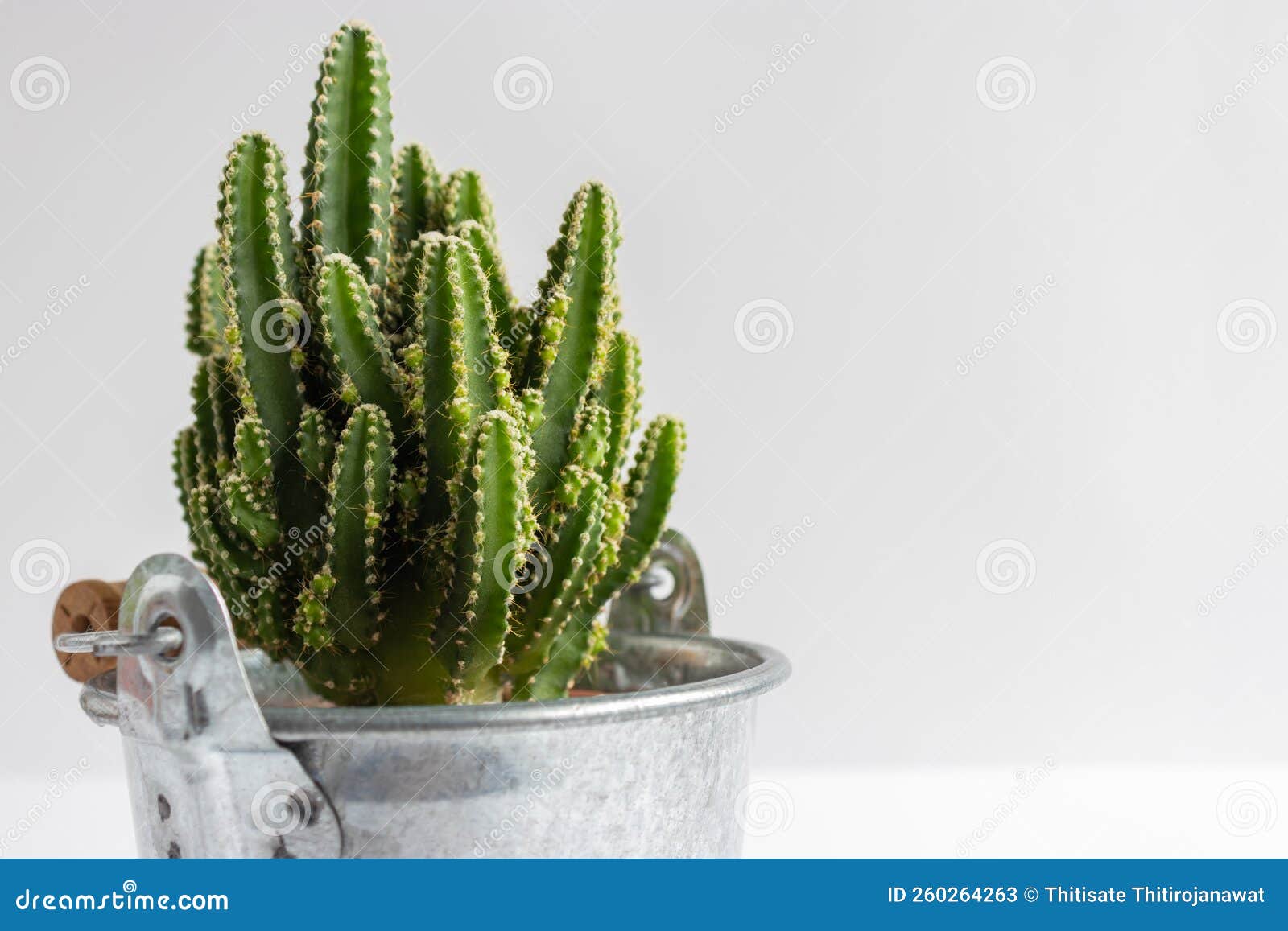 Cactus on the Table with the Background for Use As Wallpaper Stock ...
