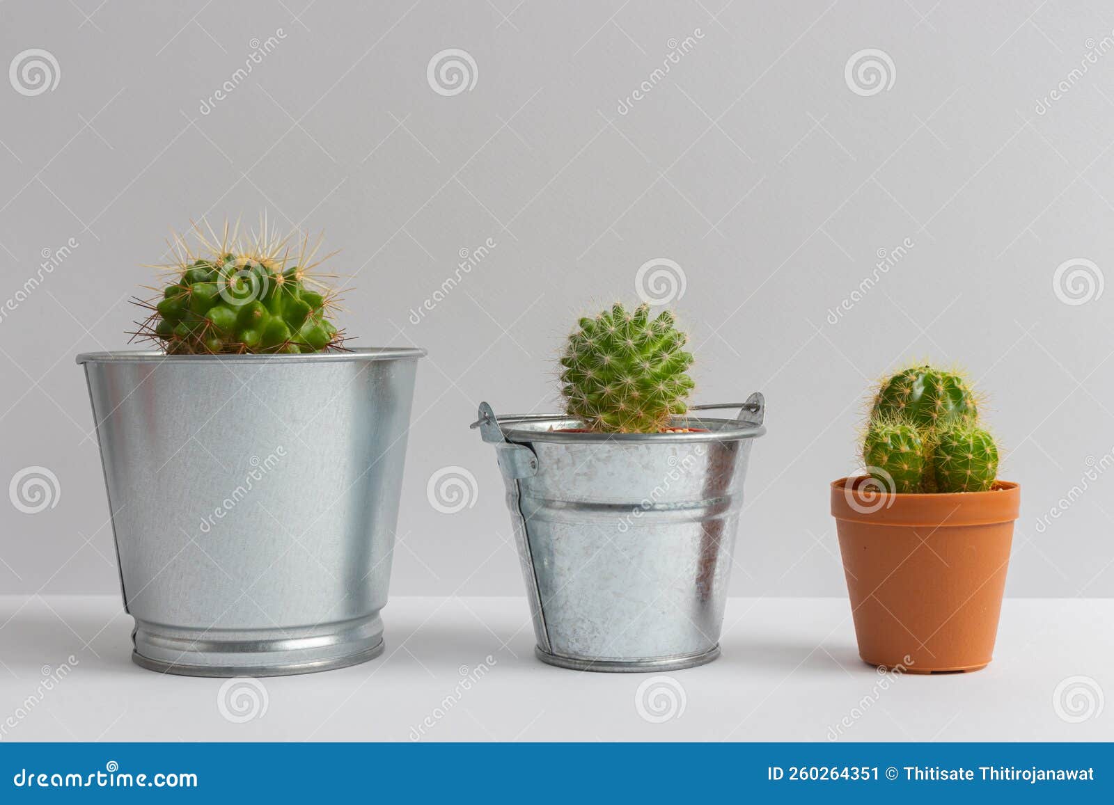 Cactus on the Table with the Background for Use As Wallpaper Stock ...