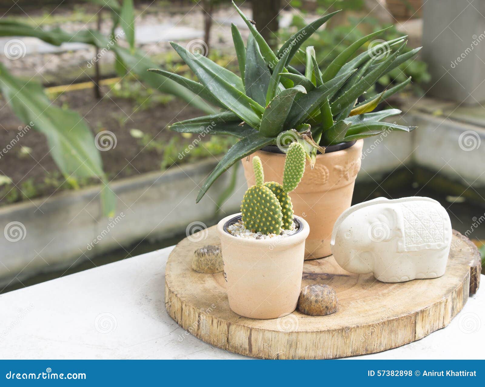 Cactus on a Table in a Cafe Stock Photo - Image of design, beautiful ...