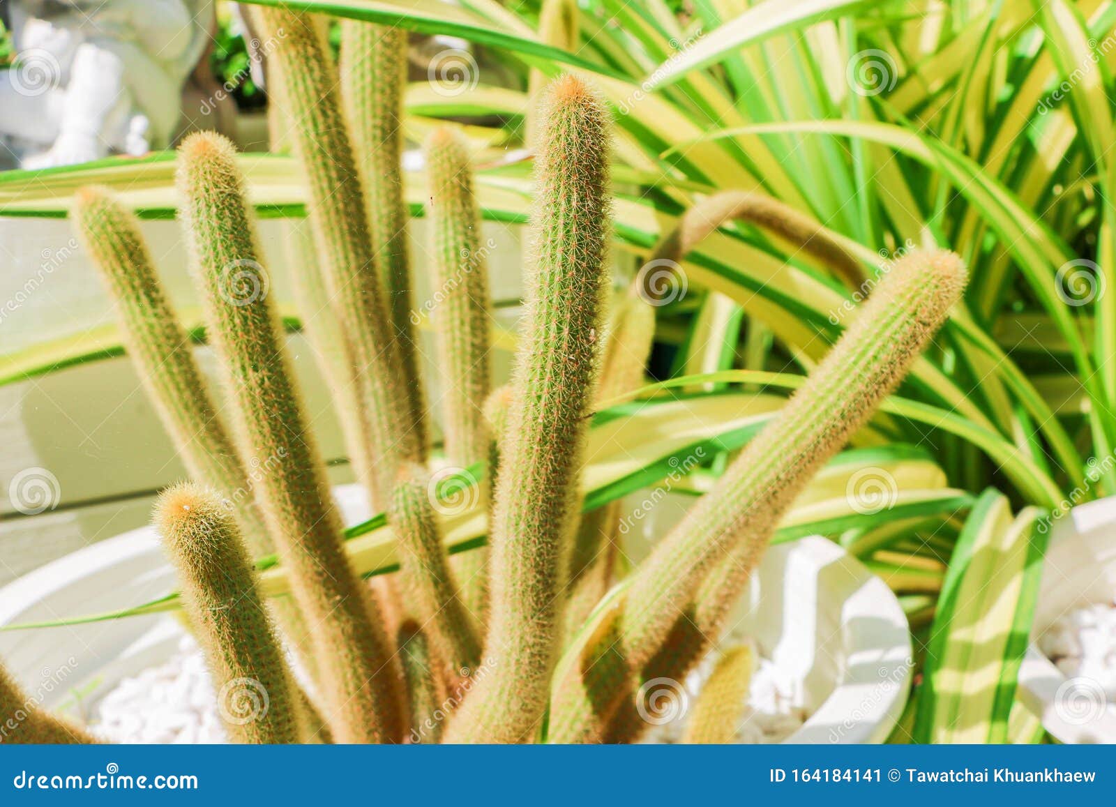 The cactus is tall in pots stock image. Image of closeup - 164184141