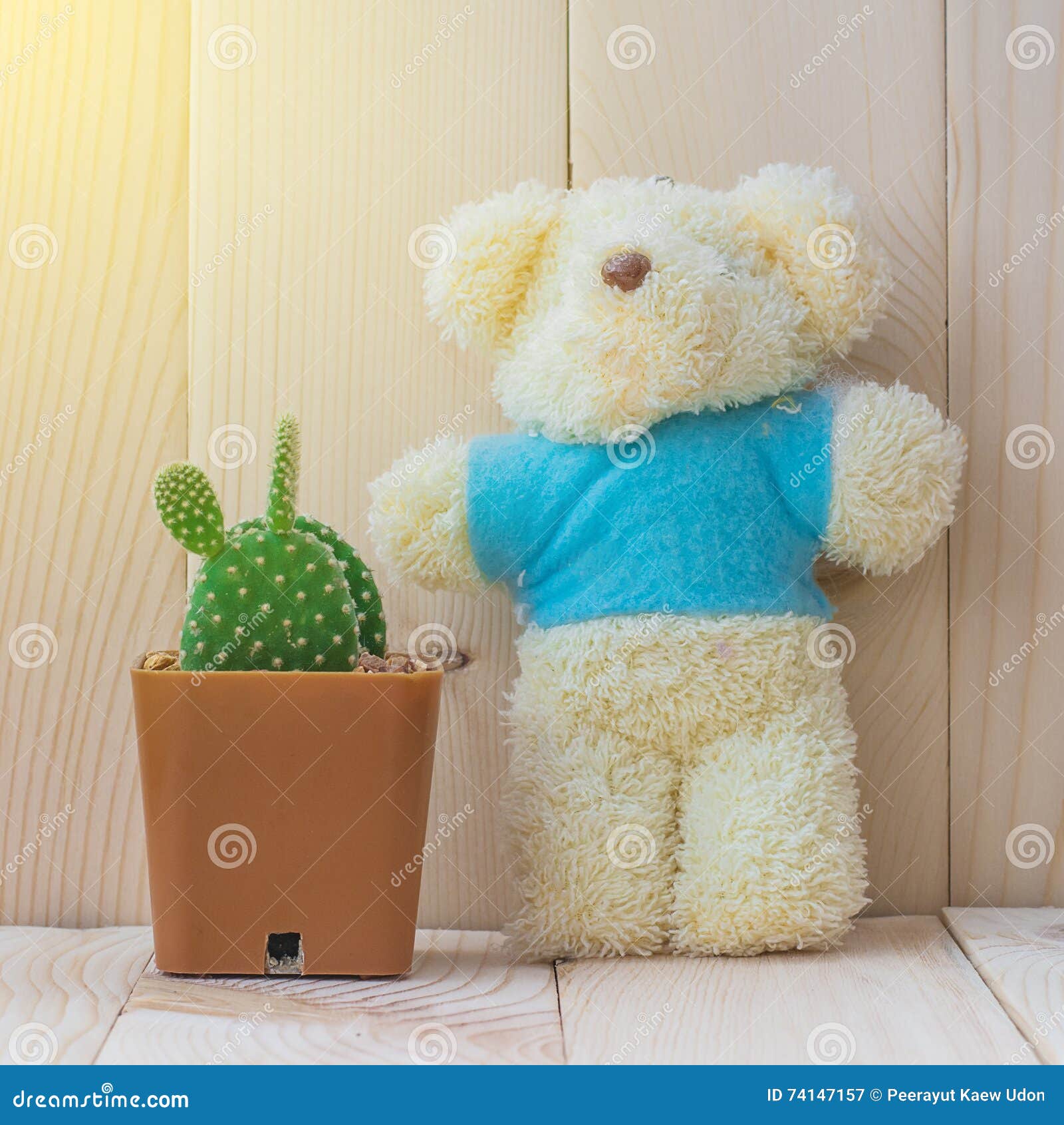 Cactus and teddy stock image. Image of closeup, decorative - 74147157