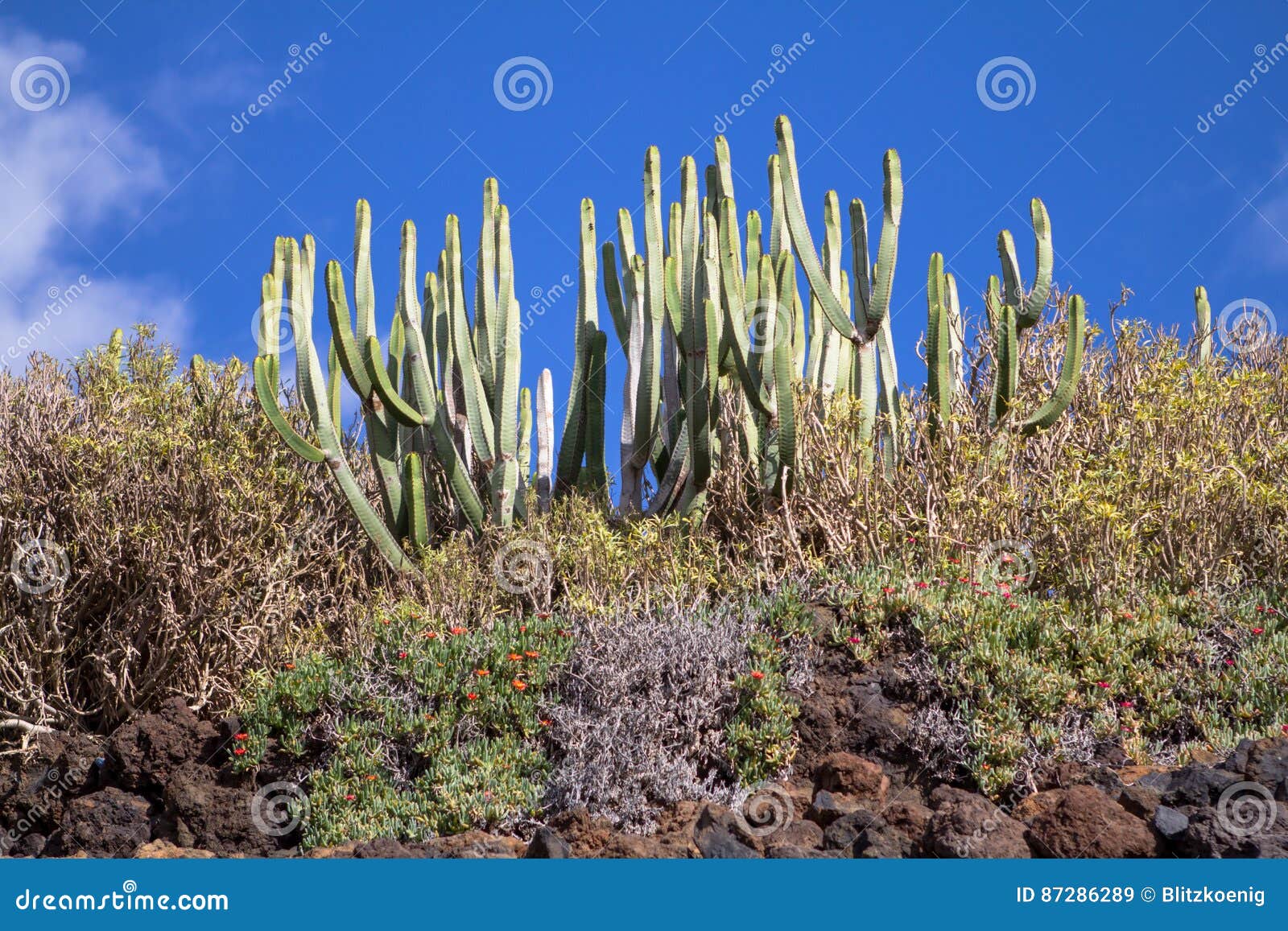 Cactus on Tenerife, Spain stock image. Image of prickly - 87286289