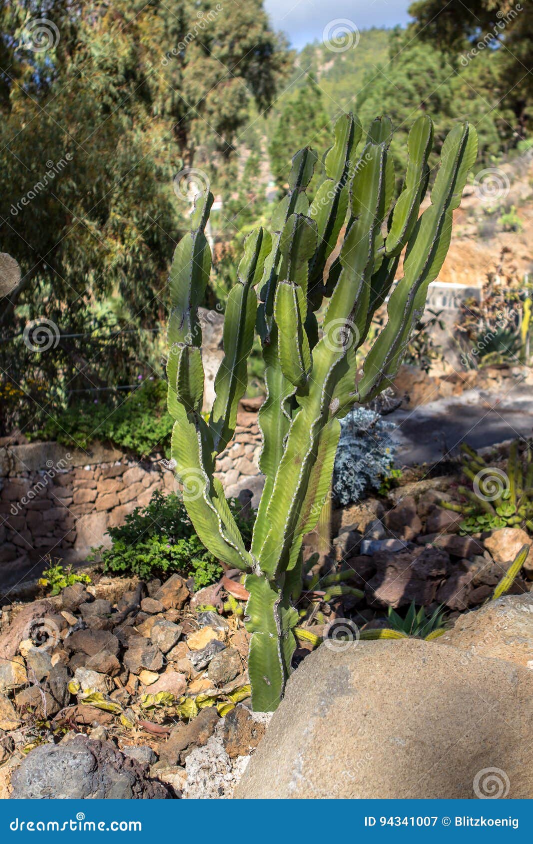 Cactus on Tenerife, Spain stock image. Image of soil - 94341007