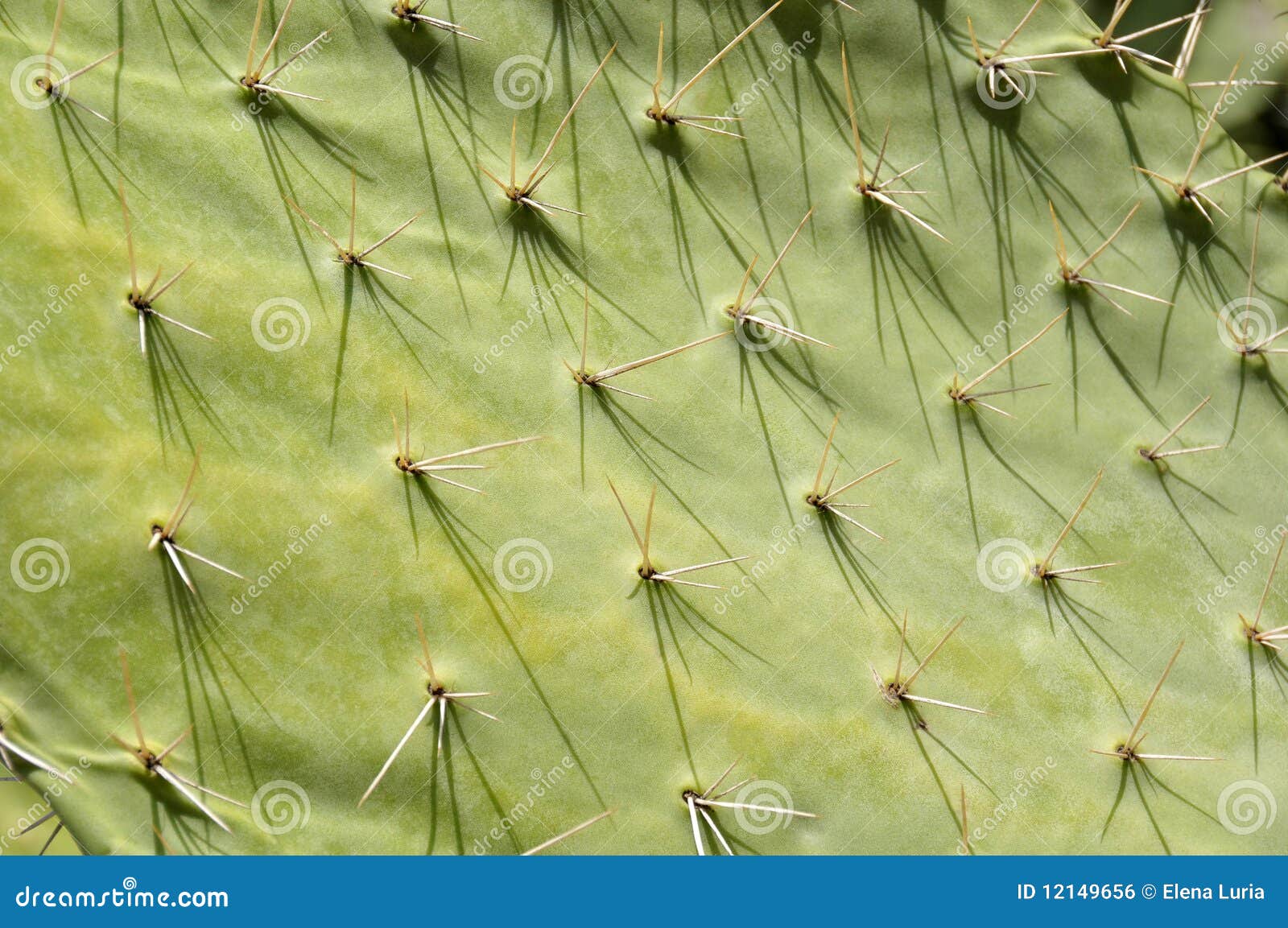 Cactus texture stock photo. Image of desert, growth, sharp - 12149656
