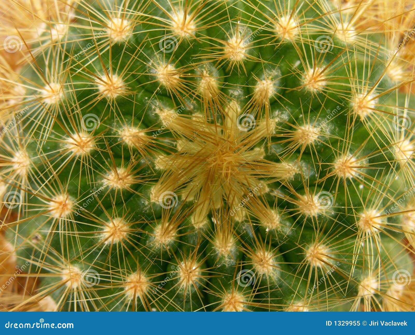 Cactus texture stock image. Image of mojave, cactus, scorch - 1329955