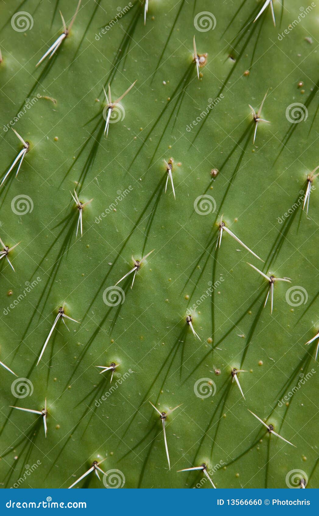 Cactus Texture stock photo. Image of pricker, colored - 13566660