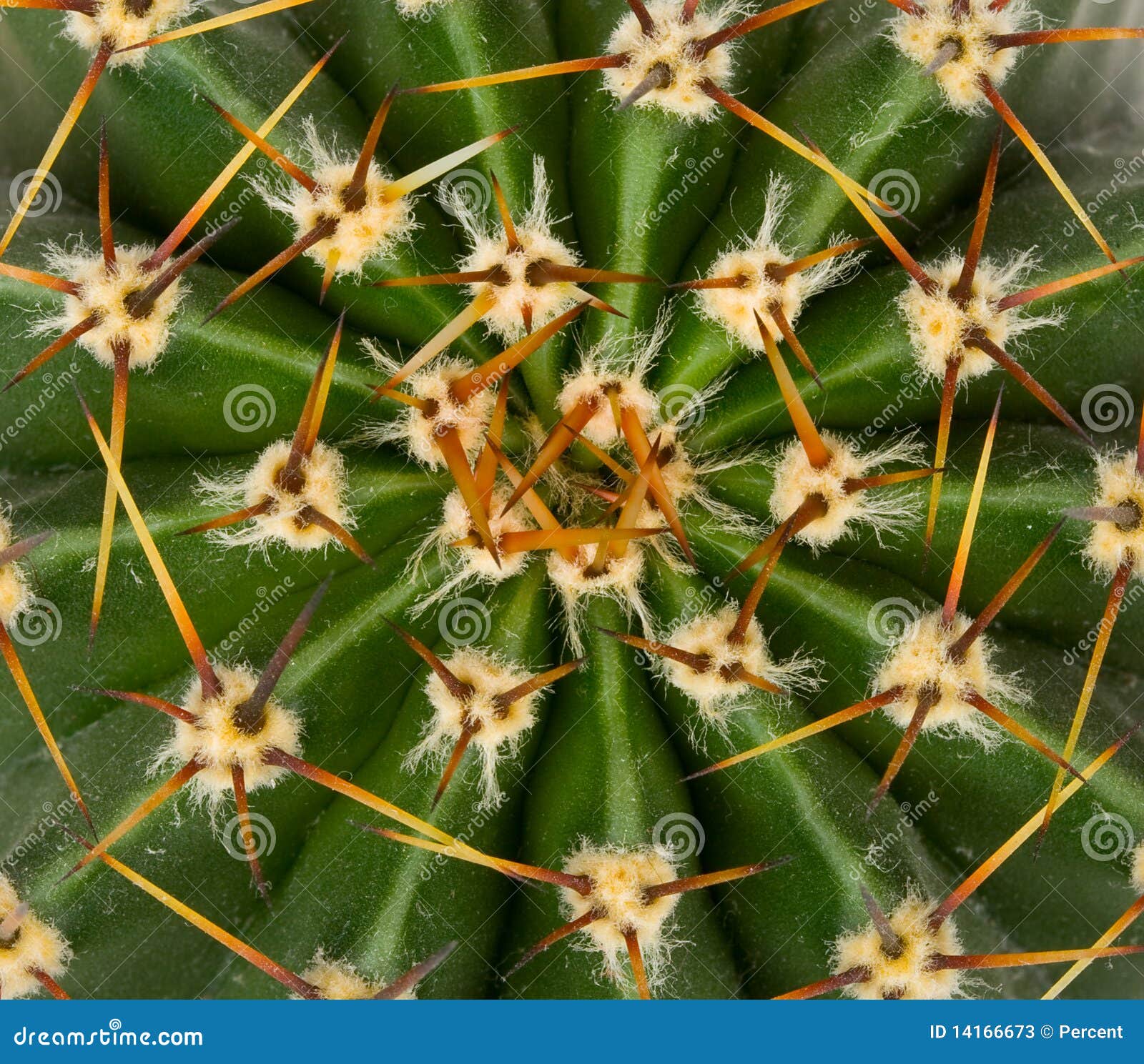 Cactus texture stock image. Image of spiked, plant, cactus - 14166673