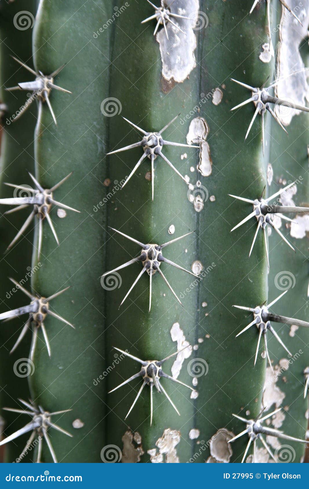 Cactus Texture stock image. Image of macro, border, pattern - 27995