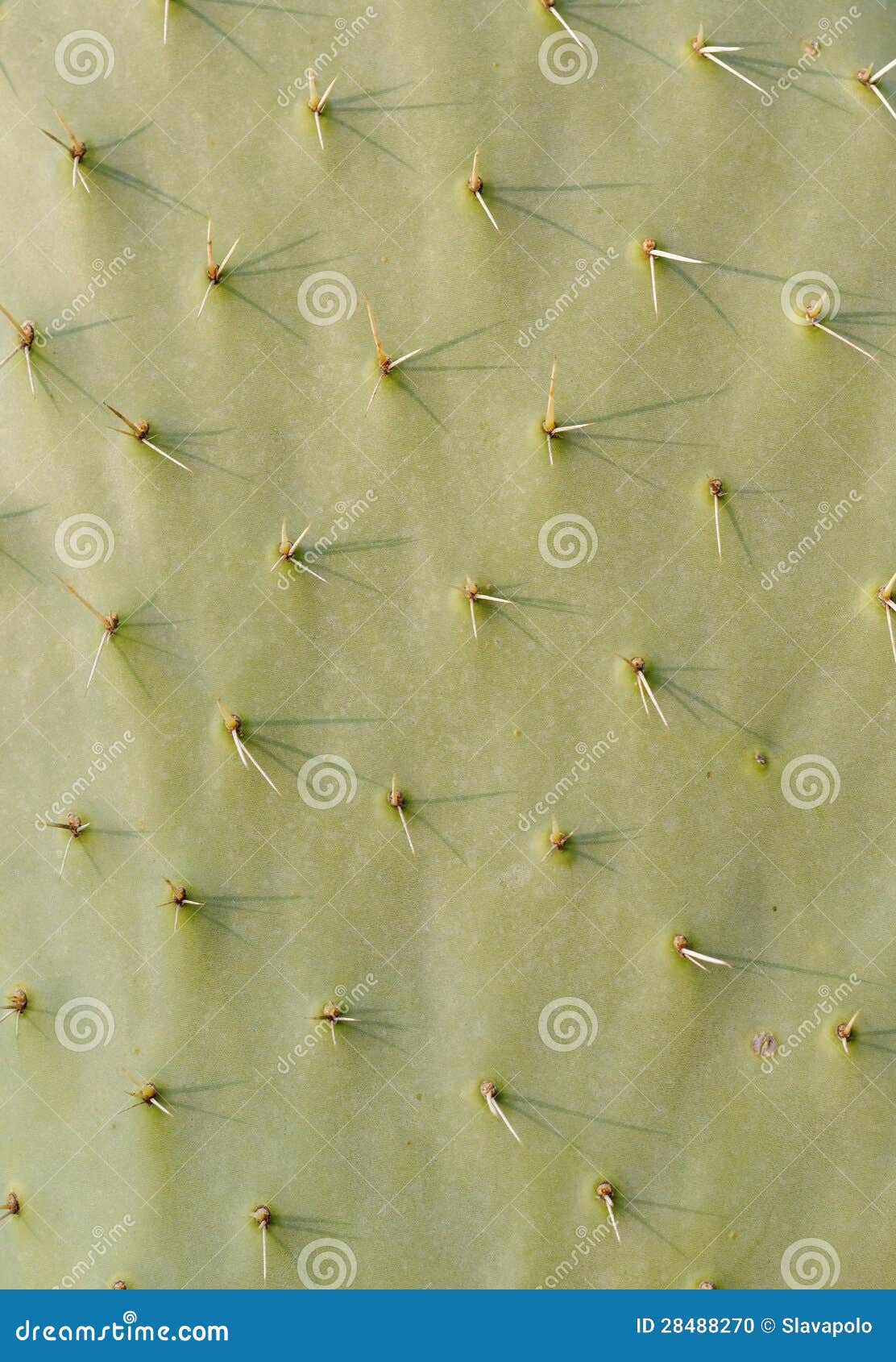 Cactus texture stock photo. Image of leaf, opuntia, pear - 28488270