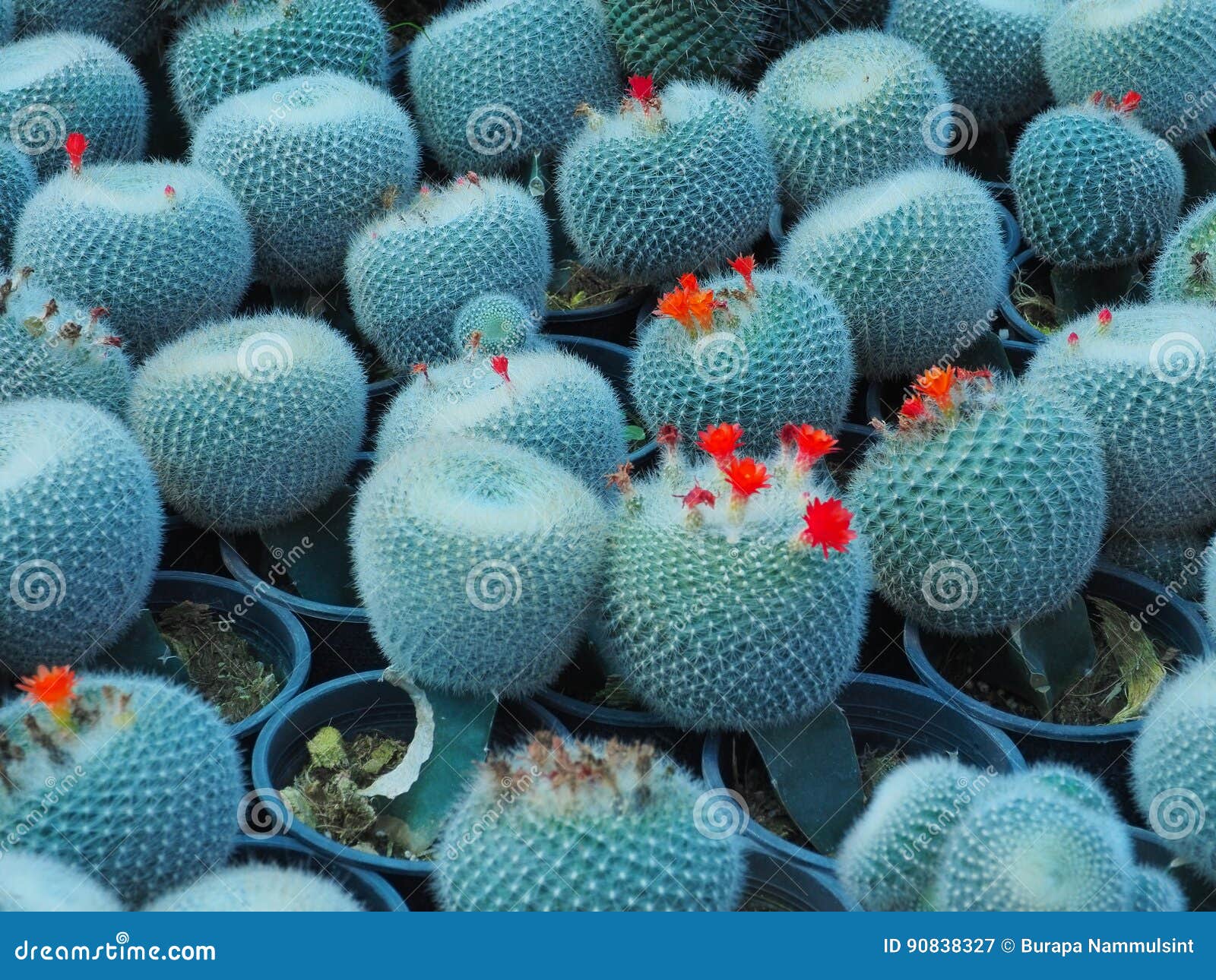 Cactus texture background stock image. Image of landscape - 90838327