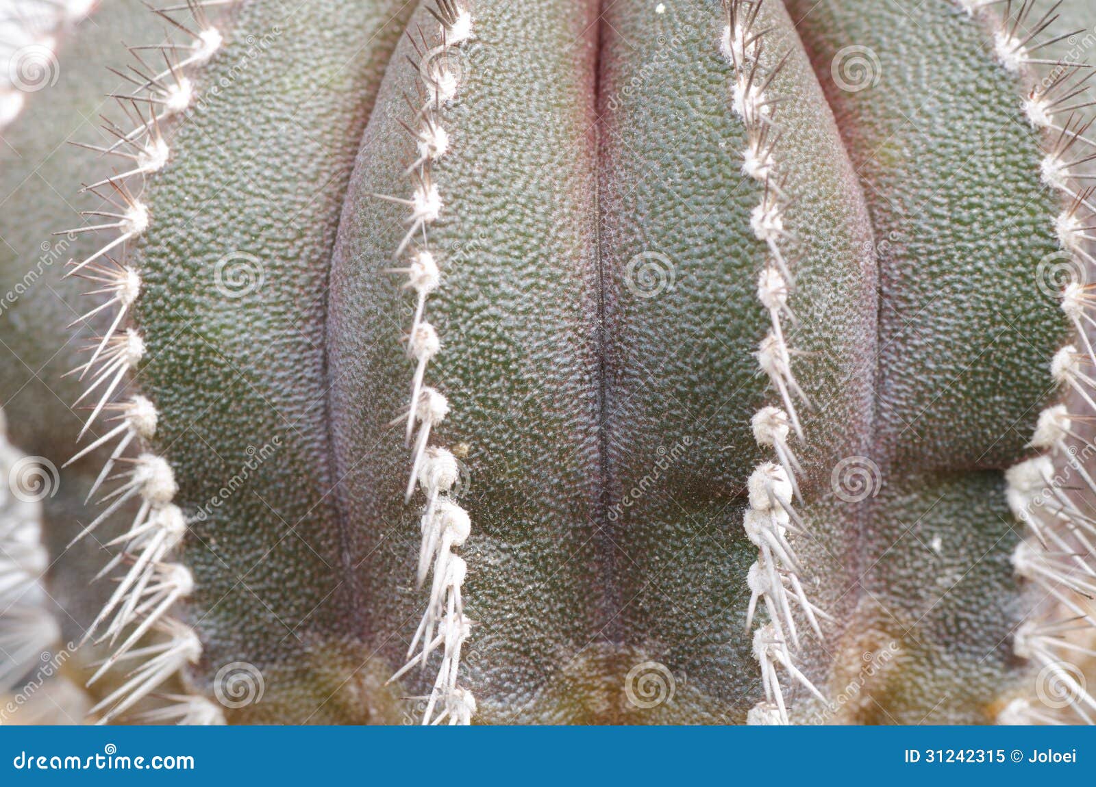 Cactus texture background stock image. Image of flora - 31242315