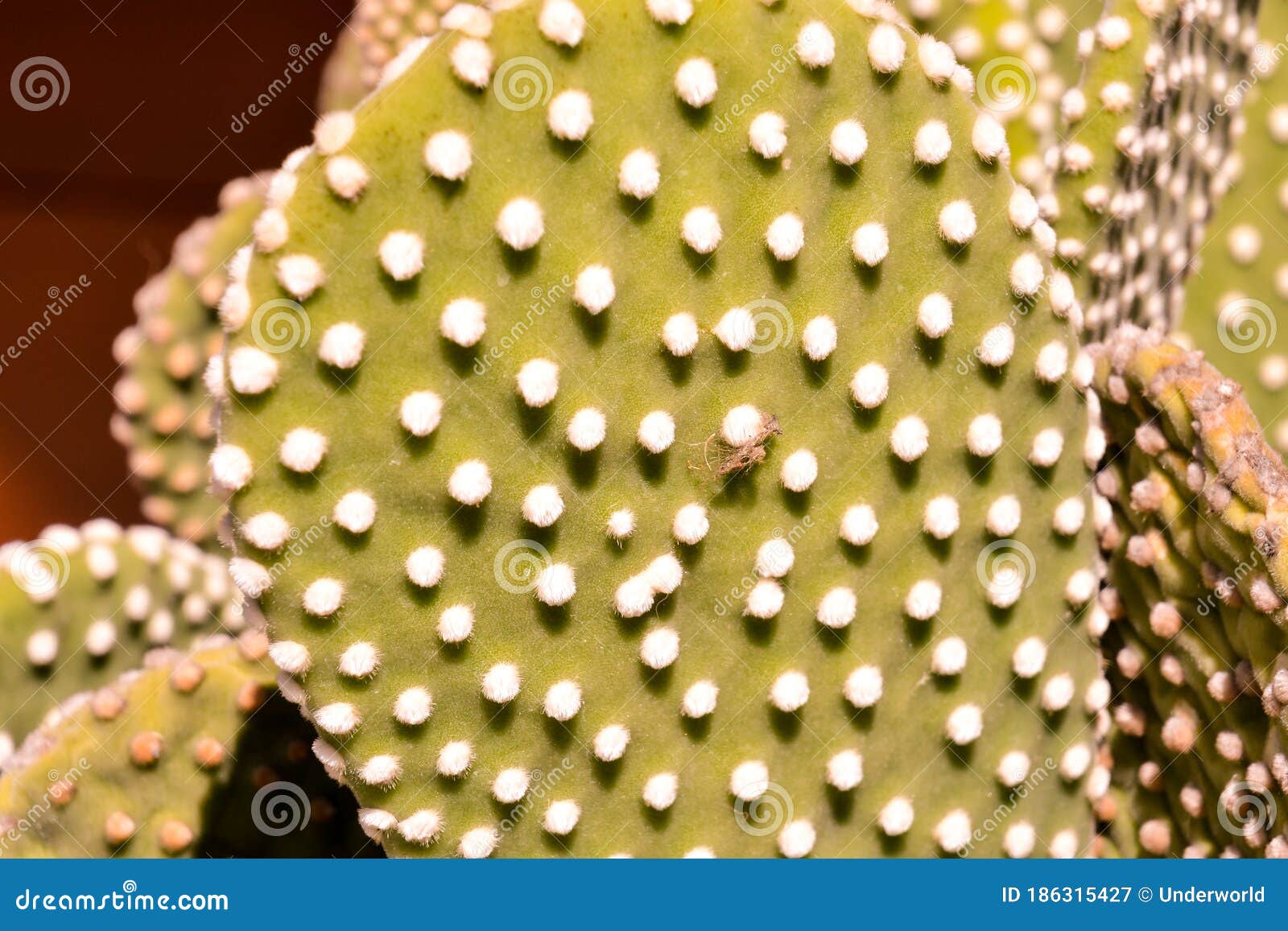 Cactus Texture Background , Digitally Created Photo Image Stock Image ...