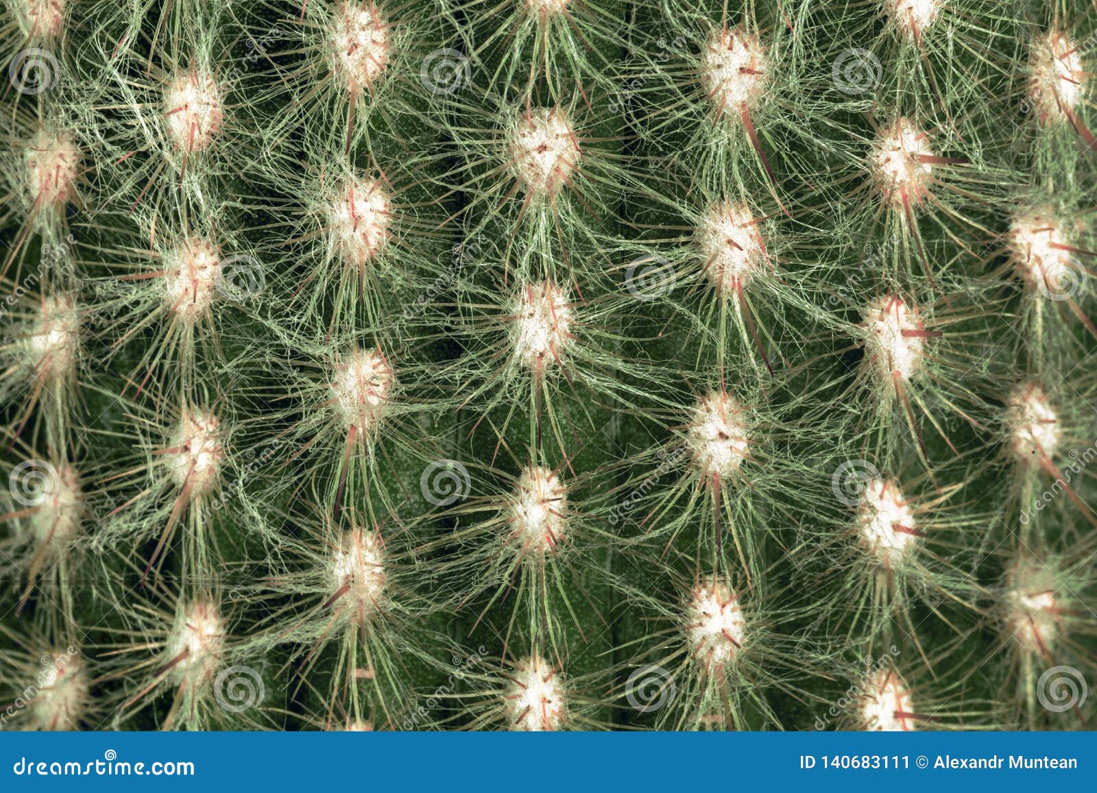 Cactus texture background stock image. Image of life - 140683111