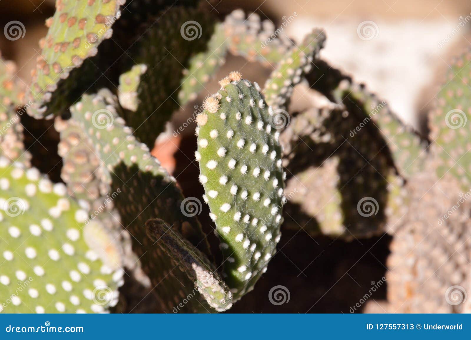 Cactus Texture Background stock image. Image of spike - 127557313